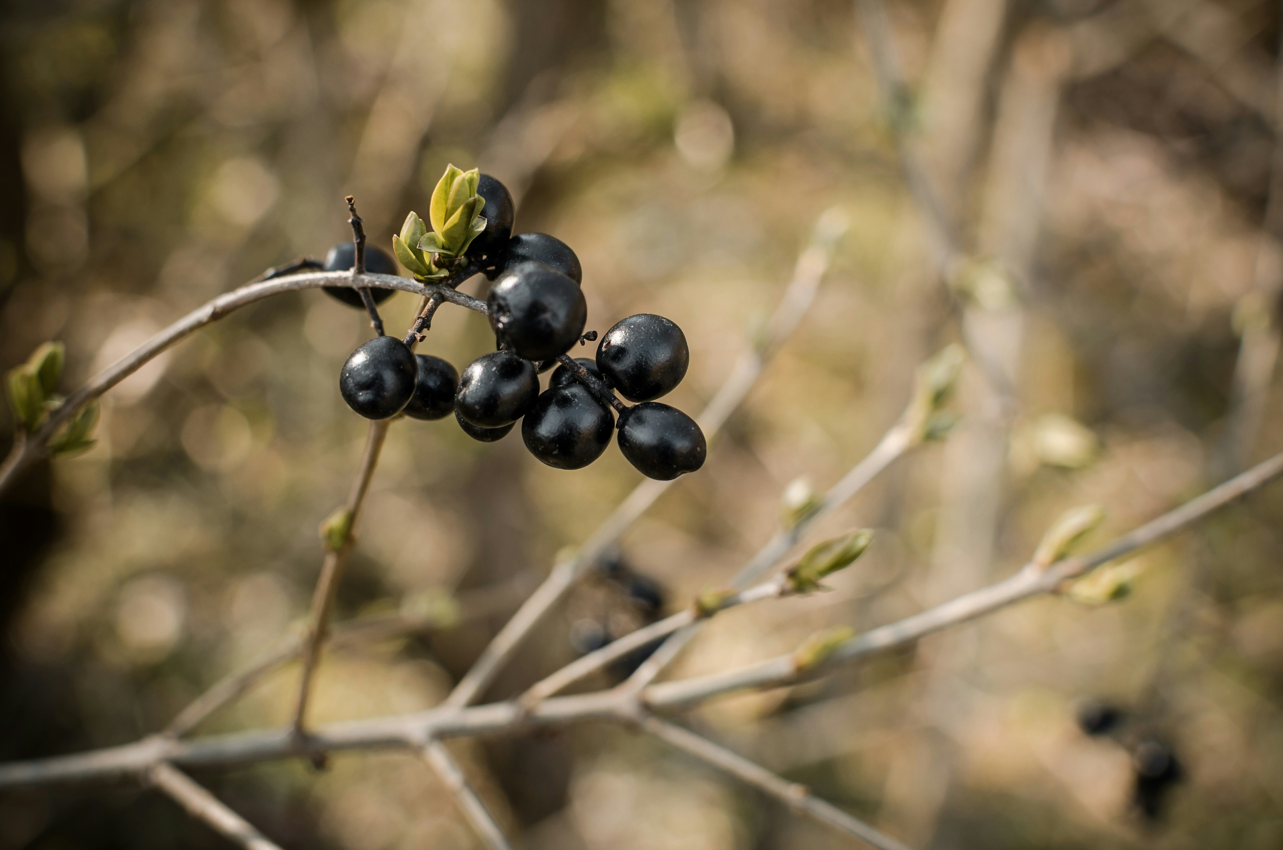 Black round fruits in tilt shift lens photo – Free Prague 11 Image on ...