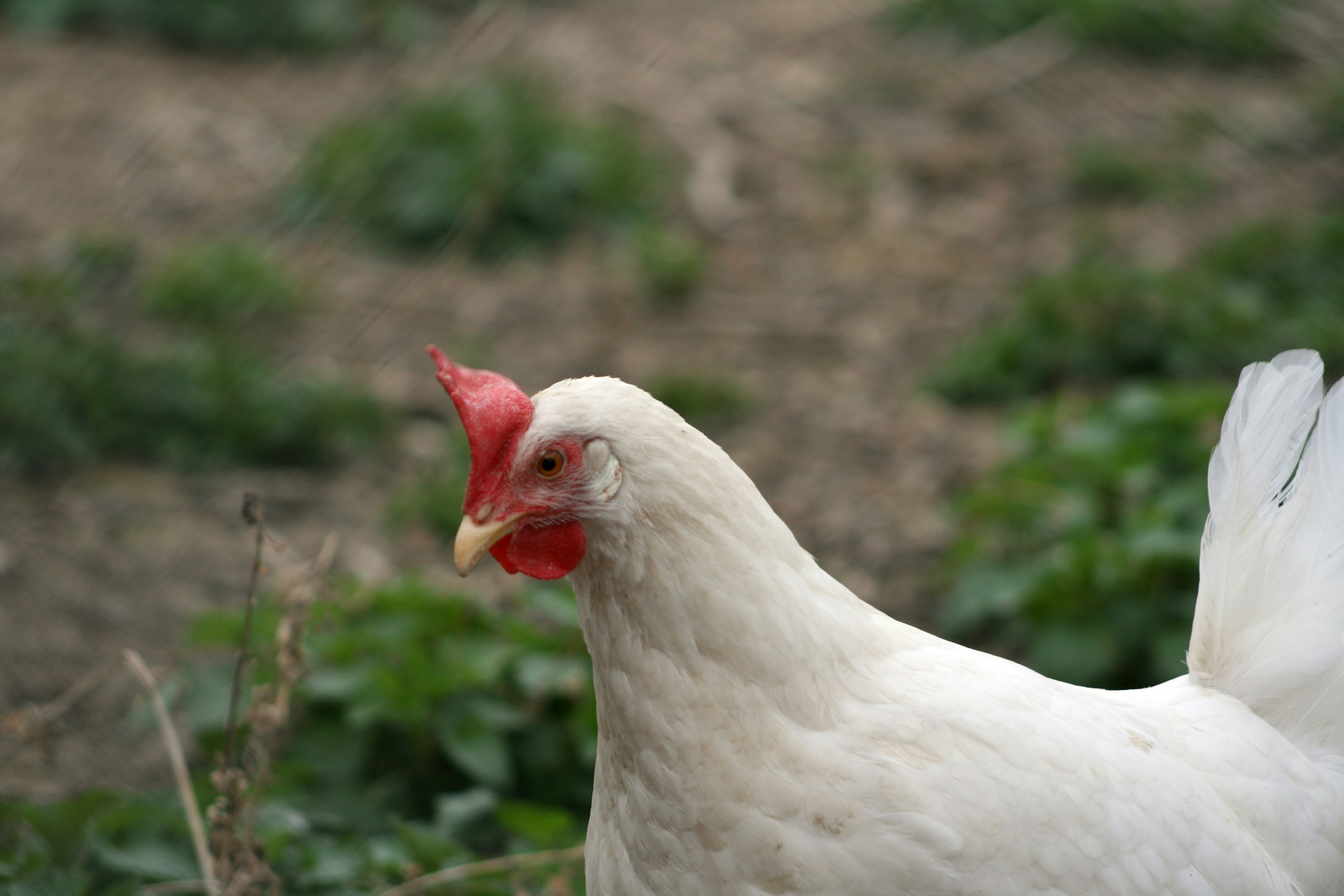 White hen exploring its surroundings in a lush green setting.