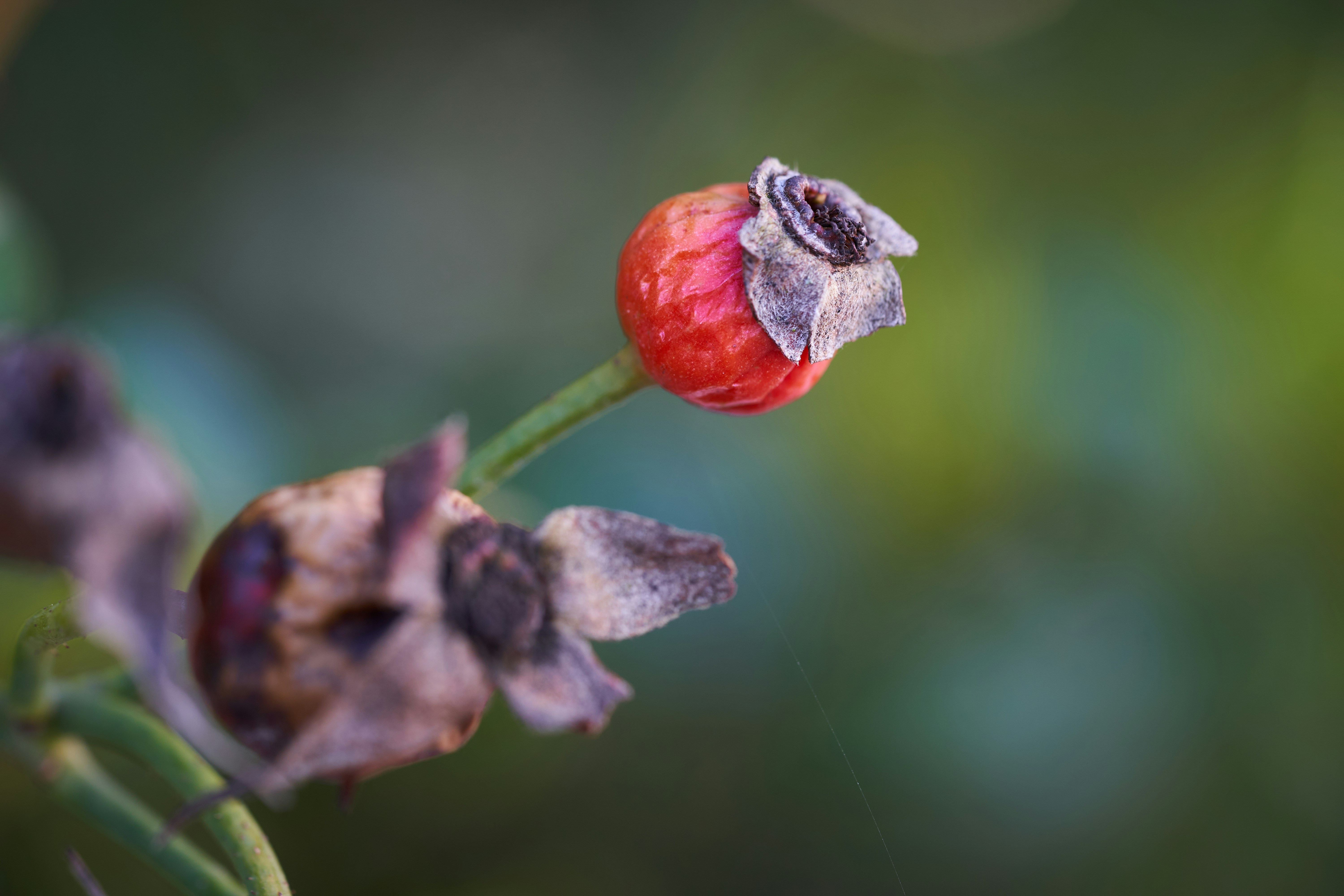 Red berry blossom in focus against a softly blurred garden