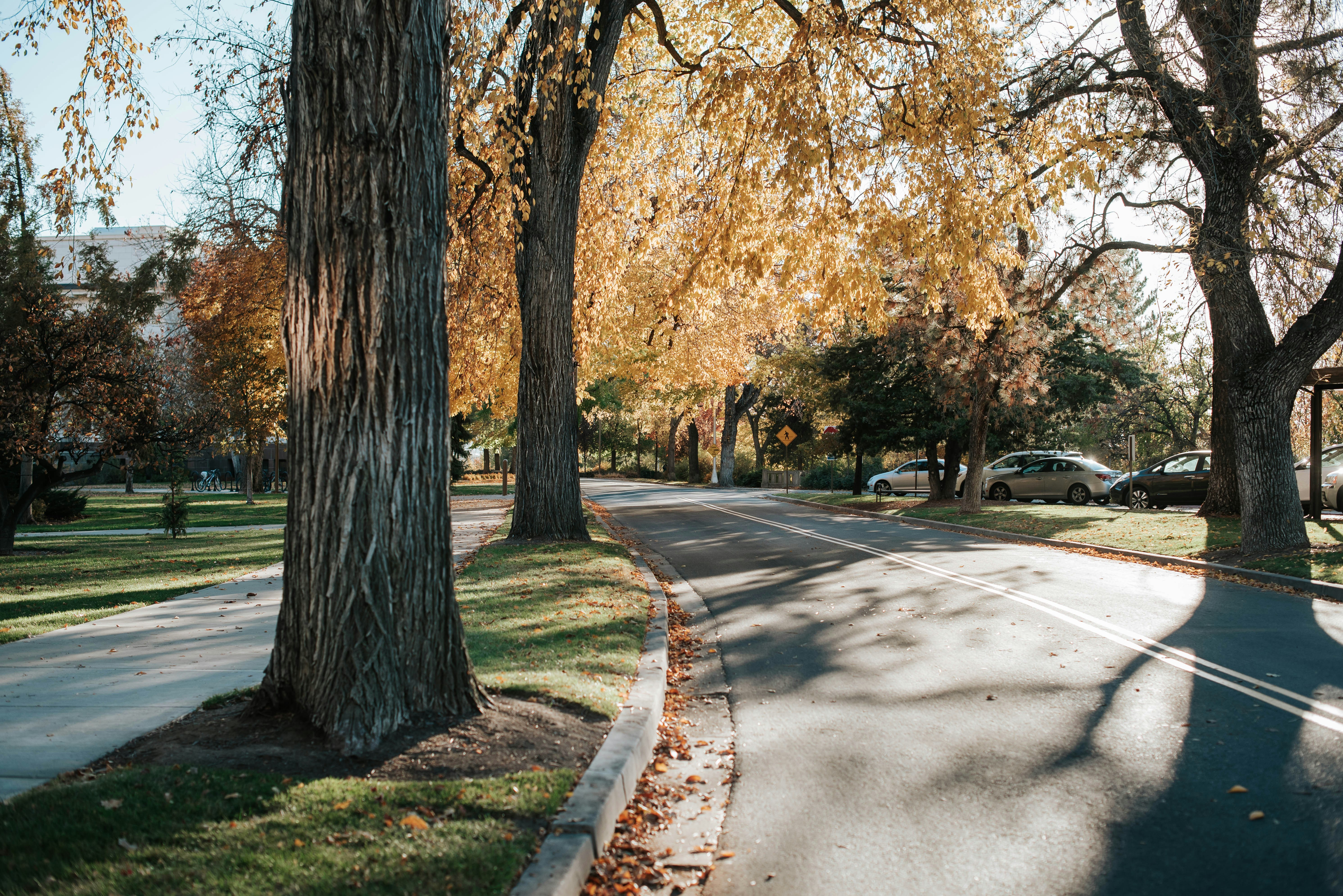 Brown trees on green grass field during daytime photo – Free Byu campus ...