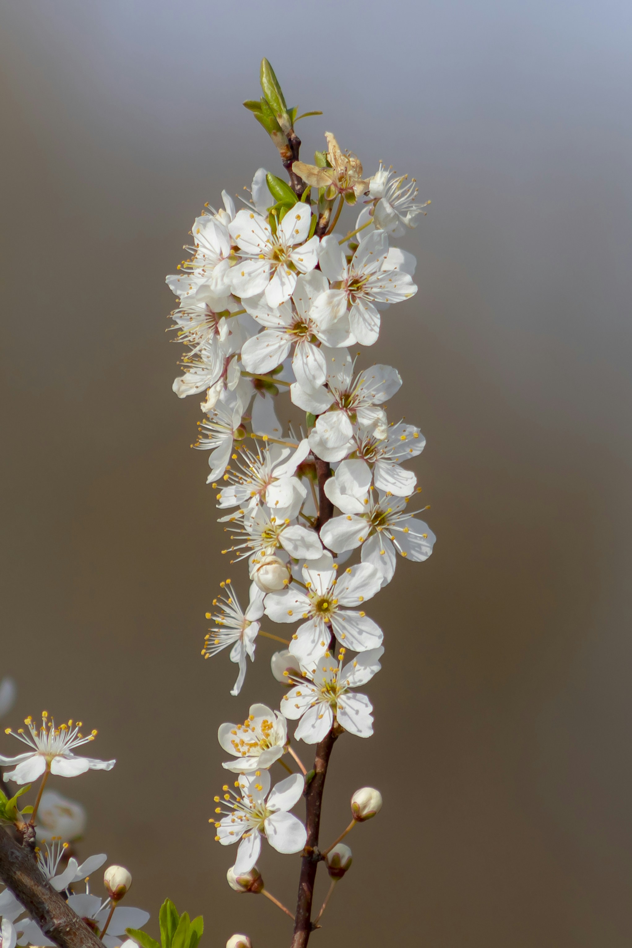 Vertical Bloom: White Cherry Blossoms on a Slim Branch in Soft Focus
