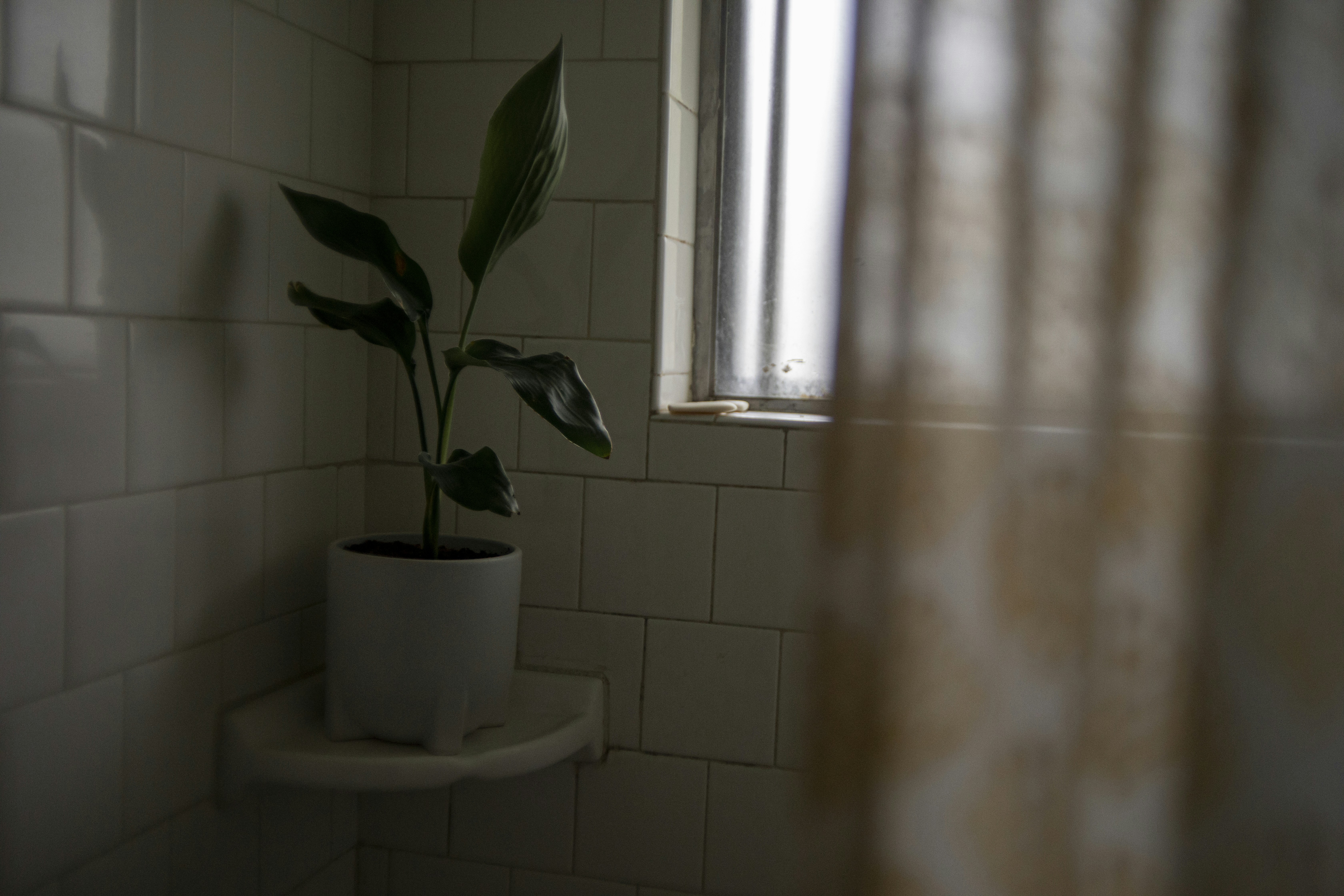 A potted plant stands gracefully in a bathroom corner, partially obscured by a sheer curtain, evoking a sense of tranquility amidst everyday life.