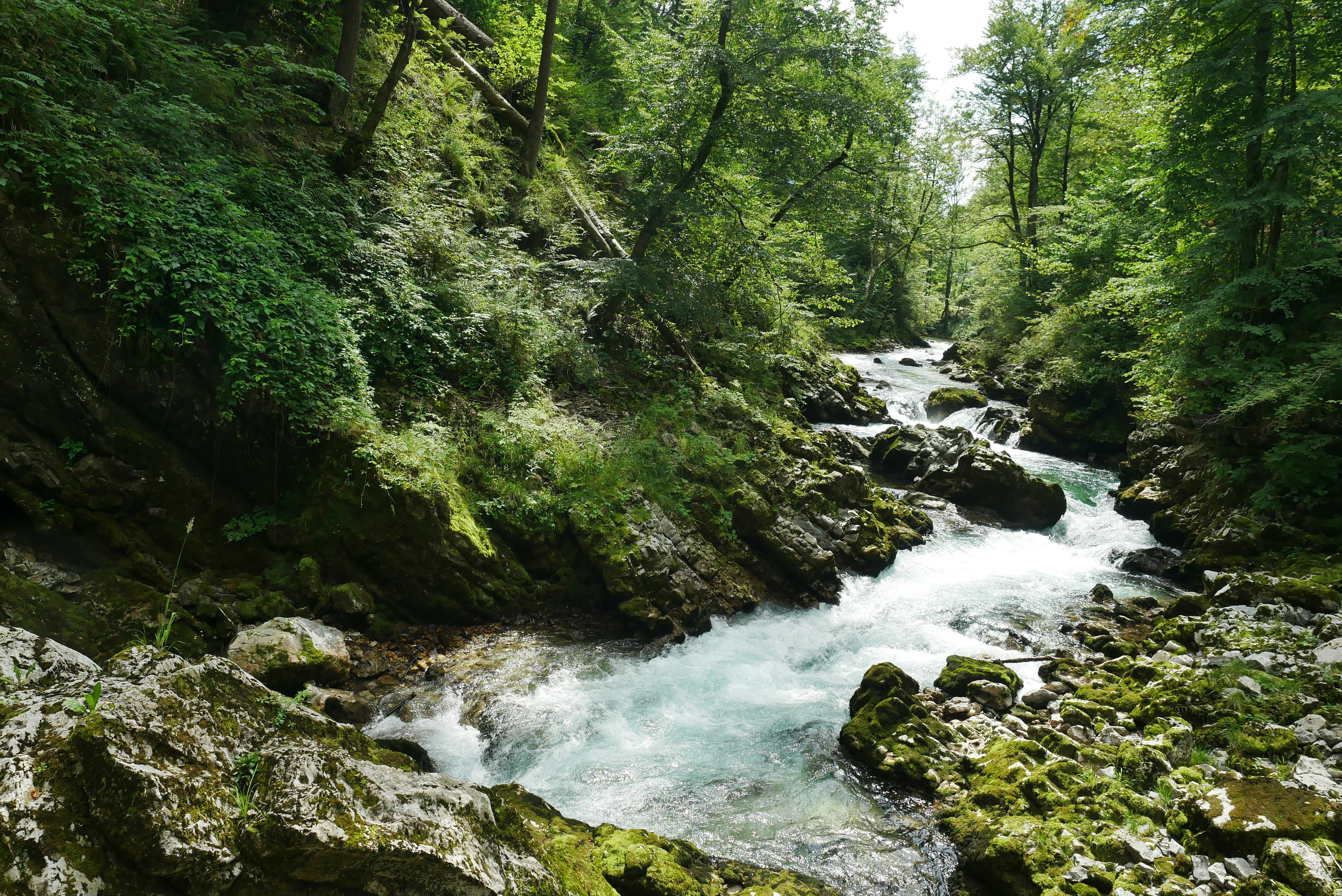 River in the middle of green trees photo – Free Slowenien Image on Unsplash