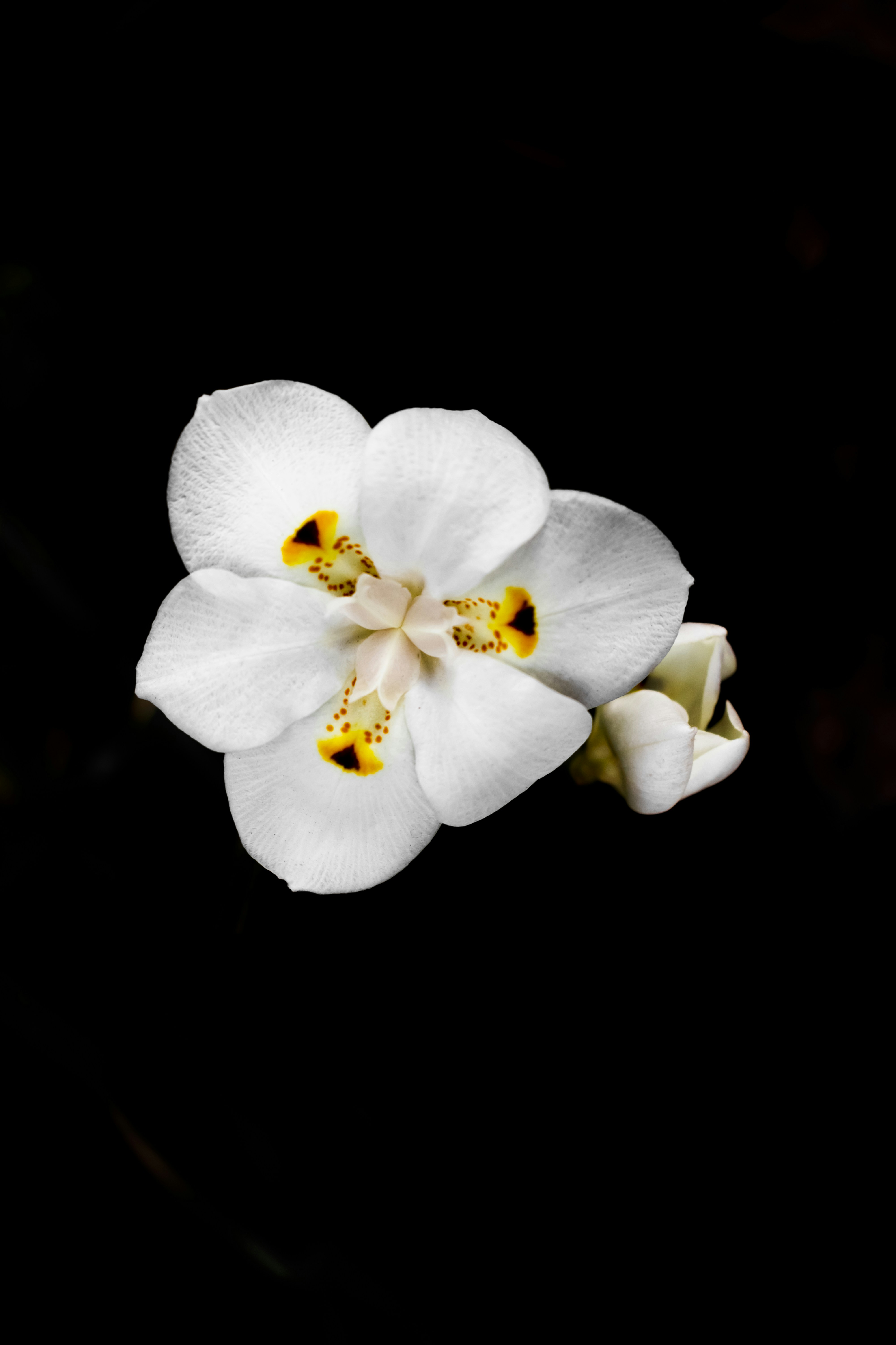 Delicate white orchid blooms against a dark backdrop, highlighting its intricate yellow and black markings. A bud accompanies it, suggesting new life.
