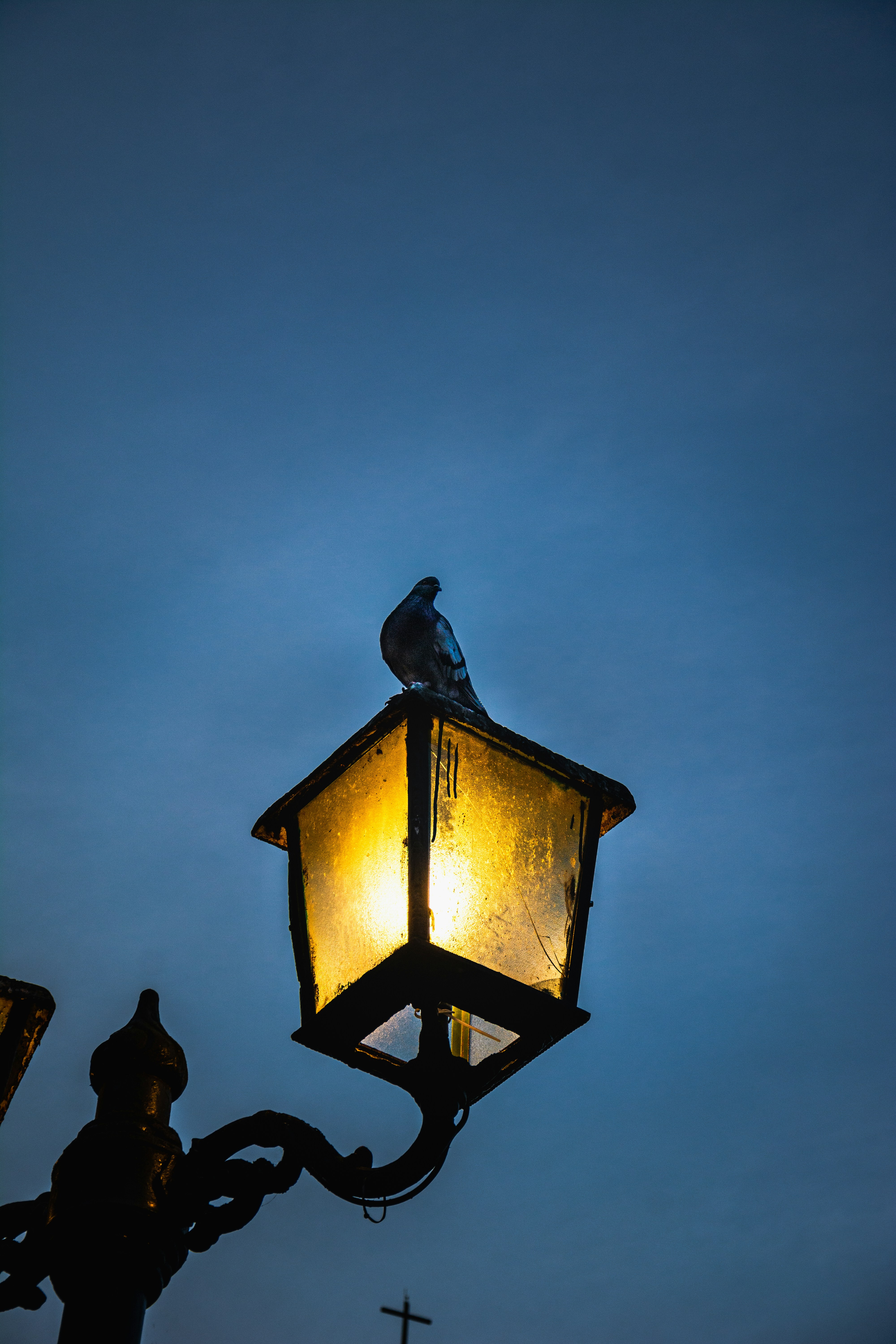 Pigeon perched atop a vintage street lamp glowing against a twilight sky. The lamp's warm light contrasts with the cool blue background.
