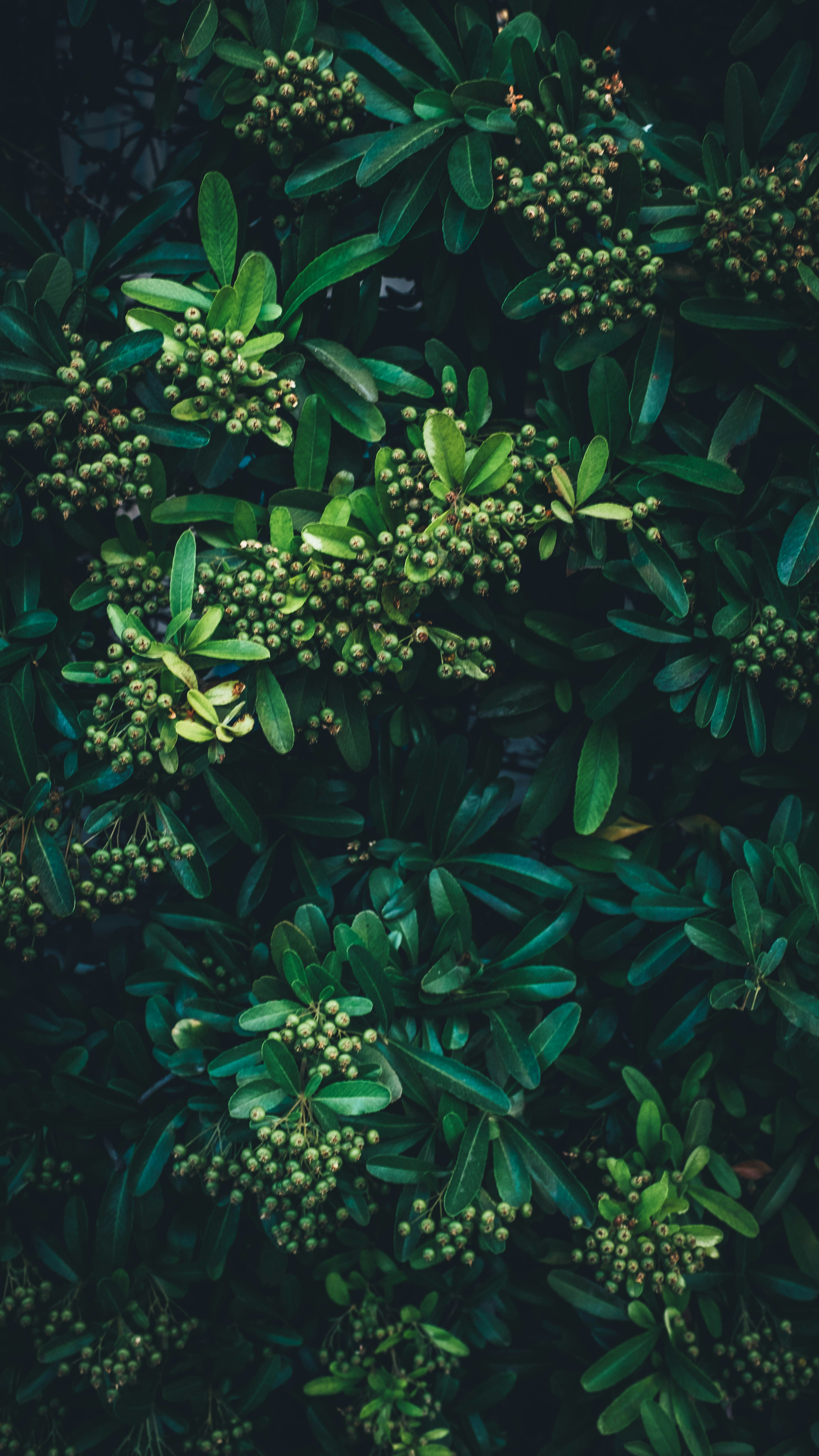 Emerald Quiet: Close-Knit Leaves with Buds