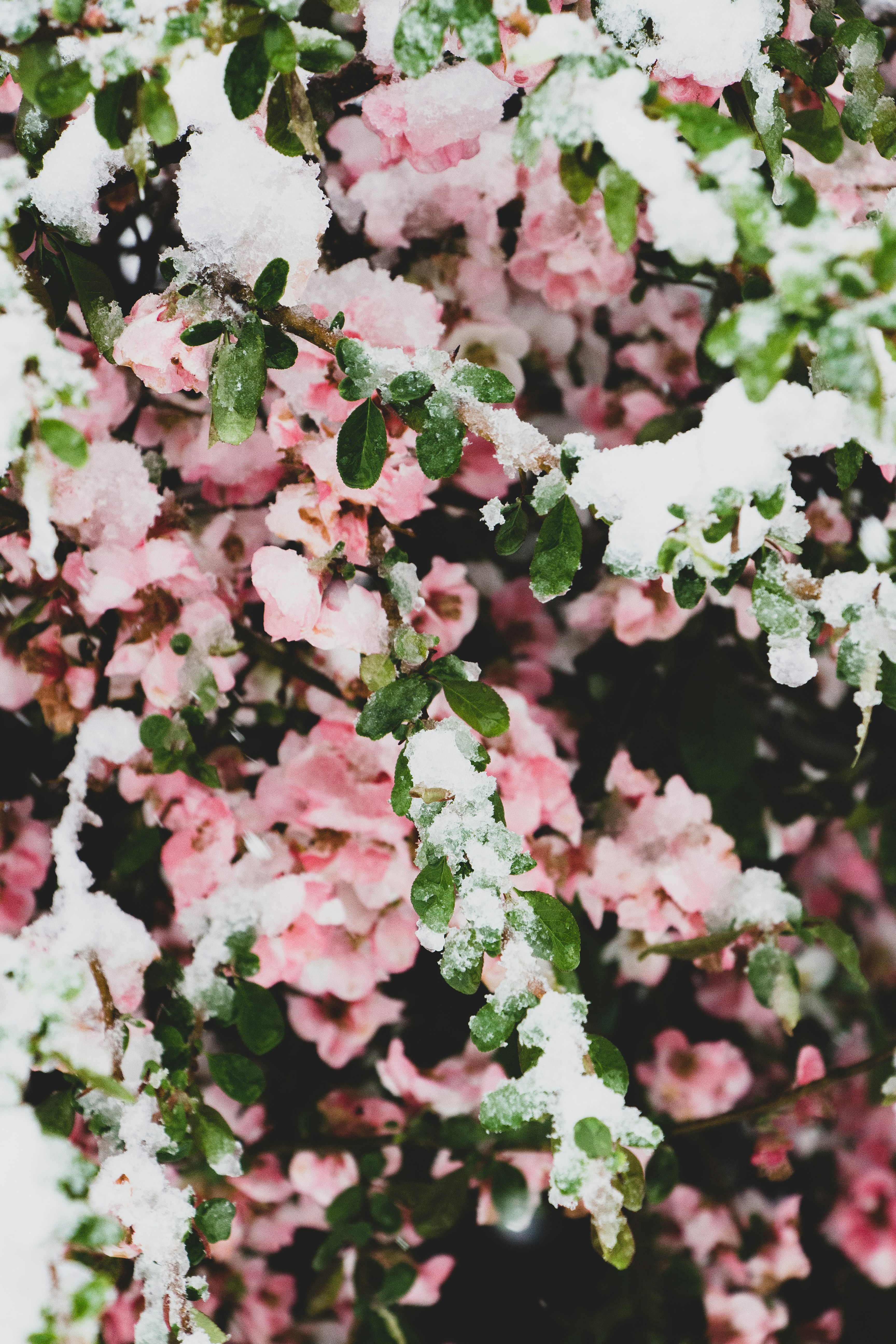 Snow-kissed Azalea Pulse: Pink Blooms Amid Winter's Whisper