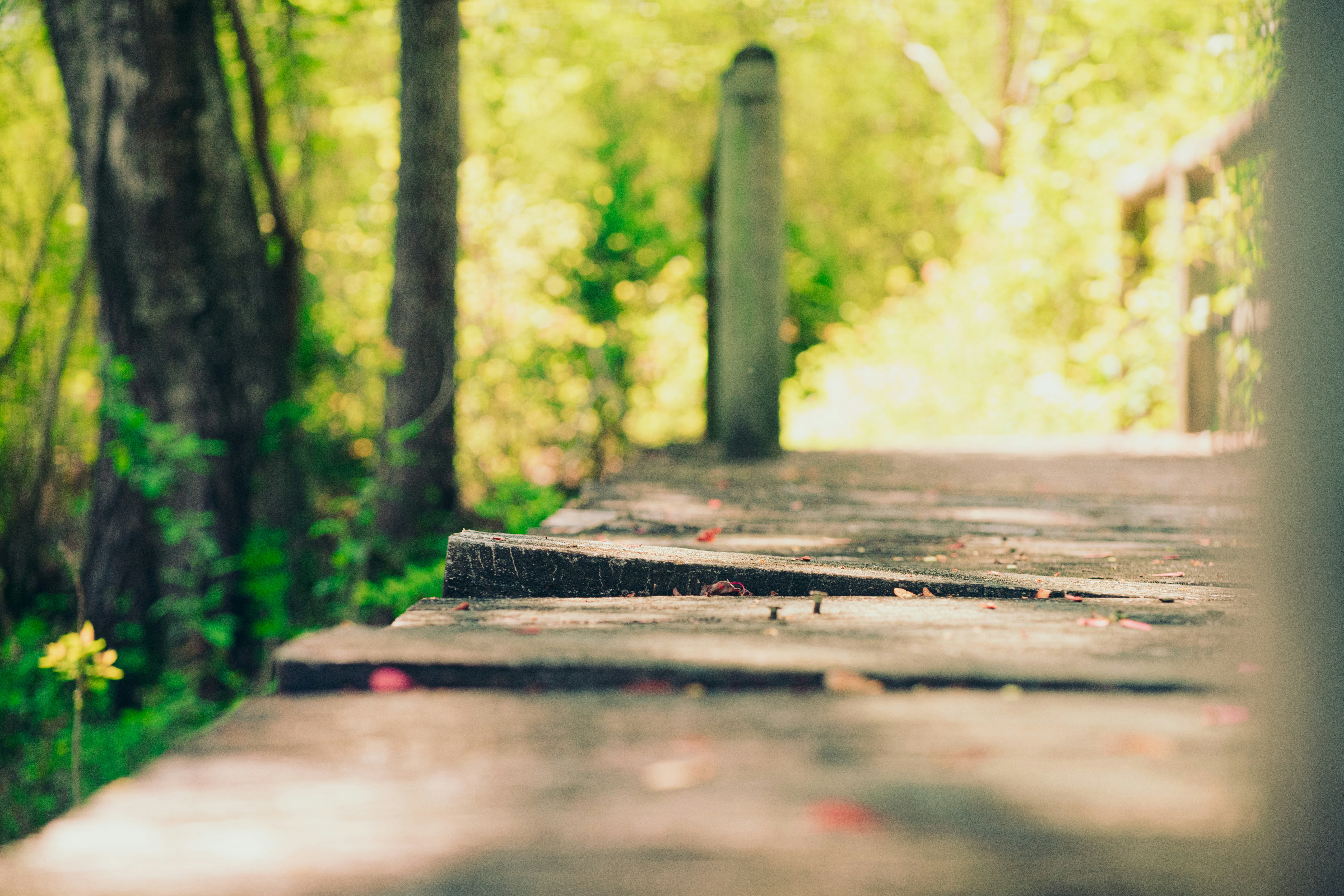 Brown wooden pathway in between green trees during daytime photo – Free ...