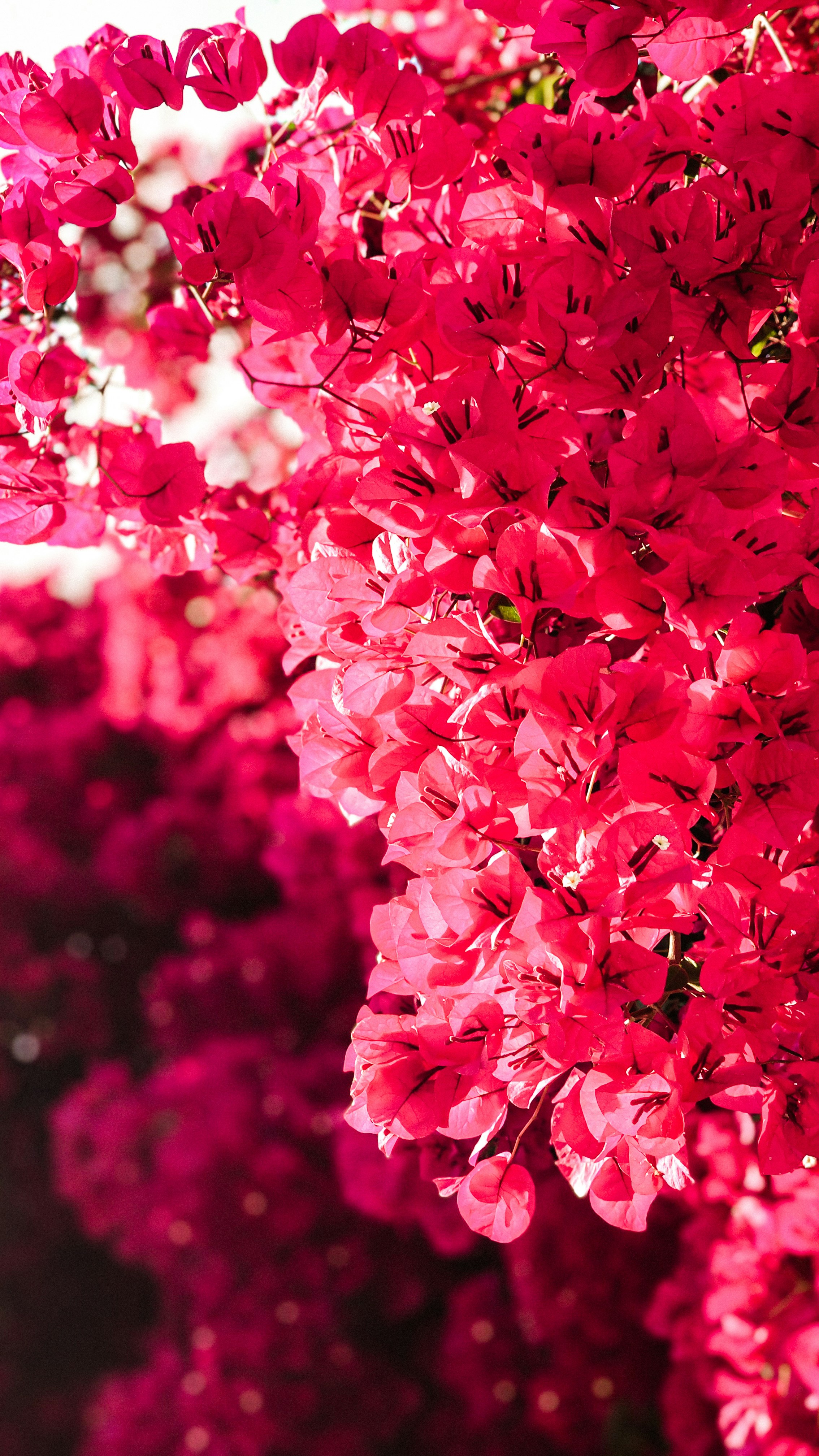 Anthony Melone (@anthony_melone) | Unsplash Photo Community