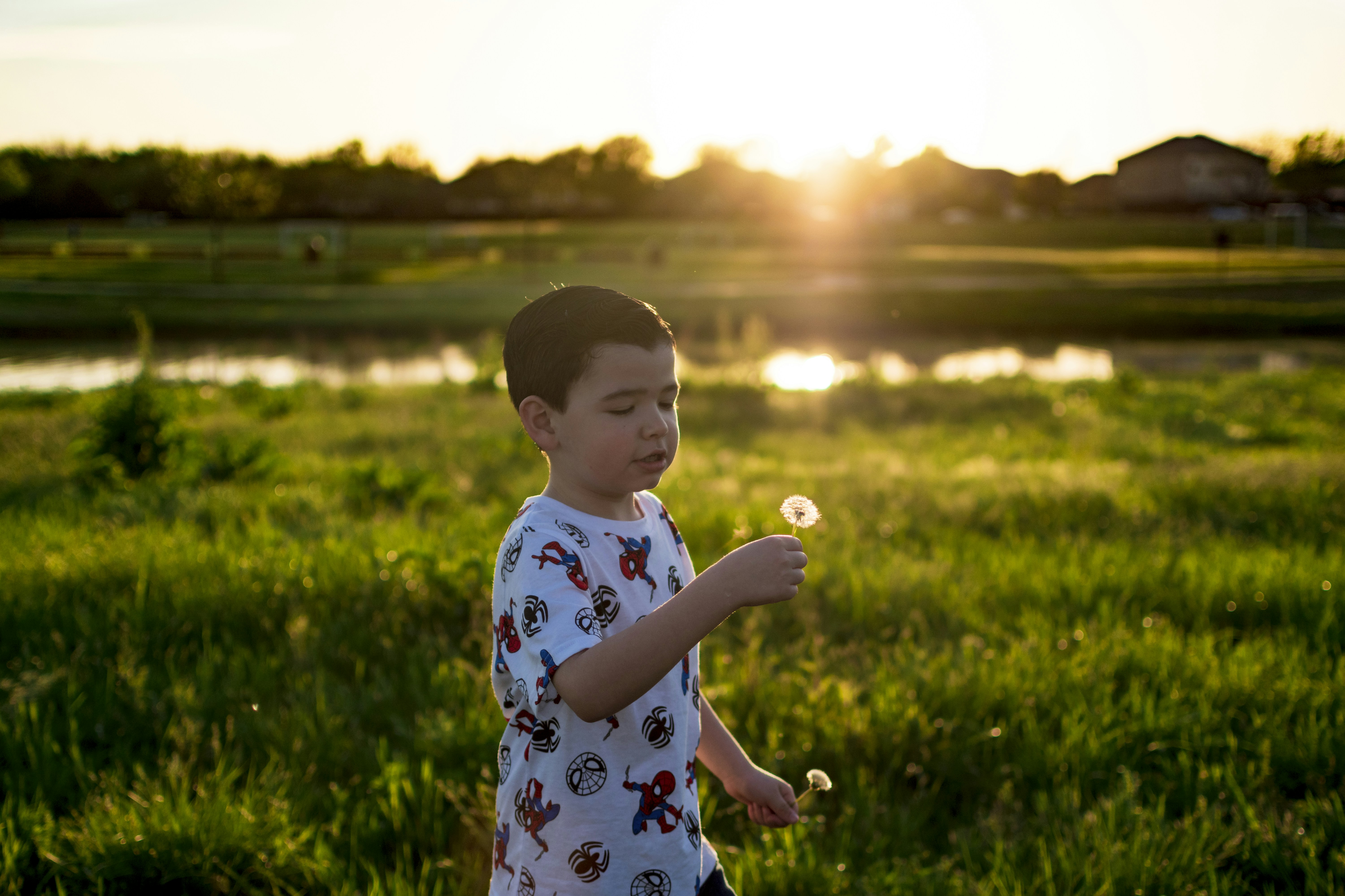 Golden Hour Dandelion Play: A Boy in the Quiet Field