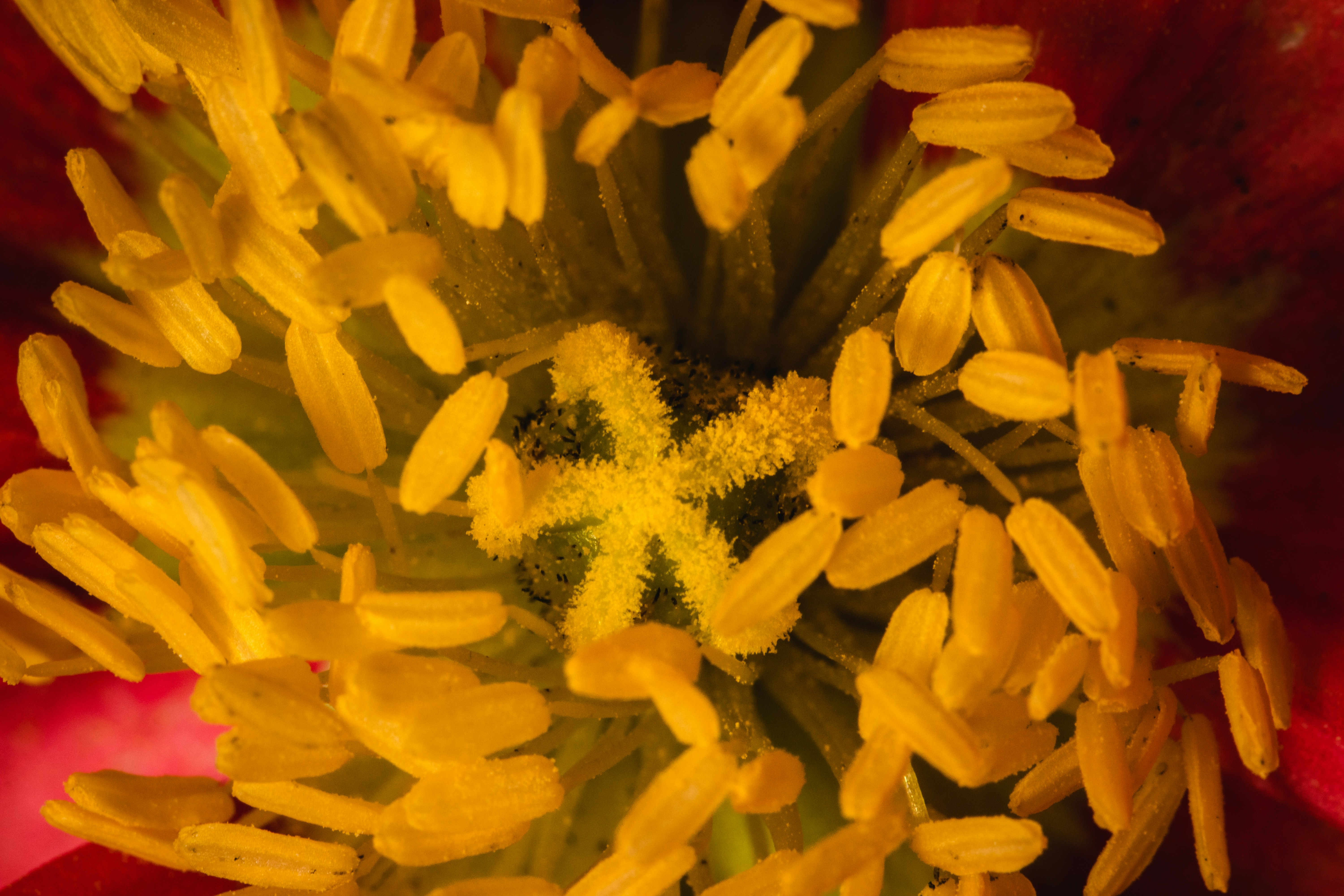 yellow and red flower petals