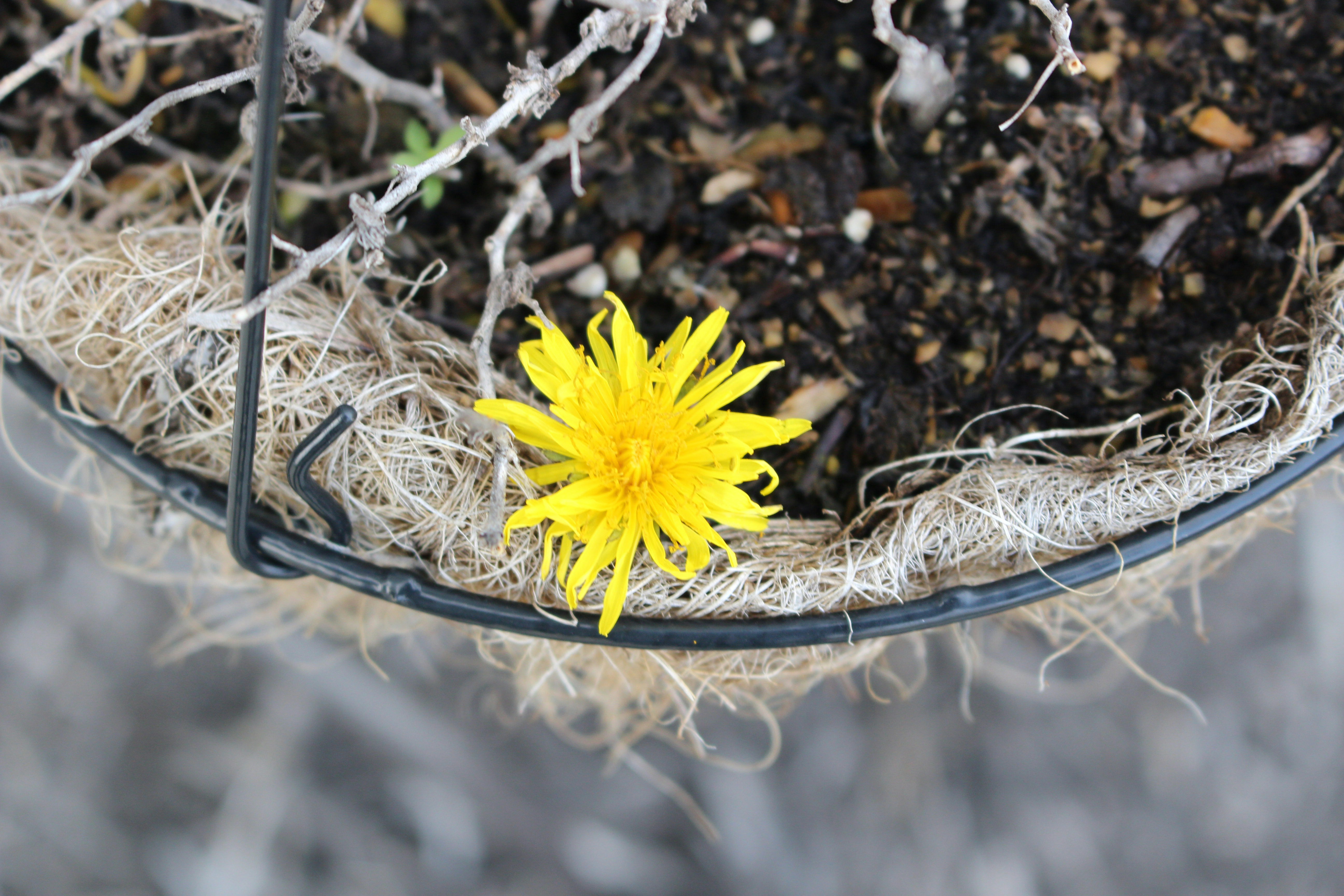 Bright Yellow Bloom Anchors a Woven Basket Against a Weathered Backdrop