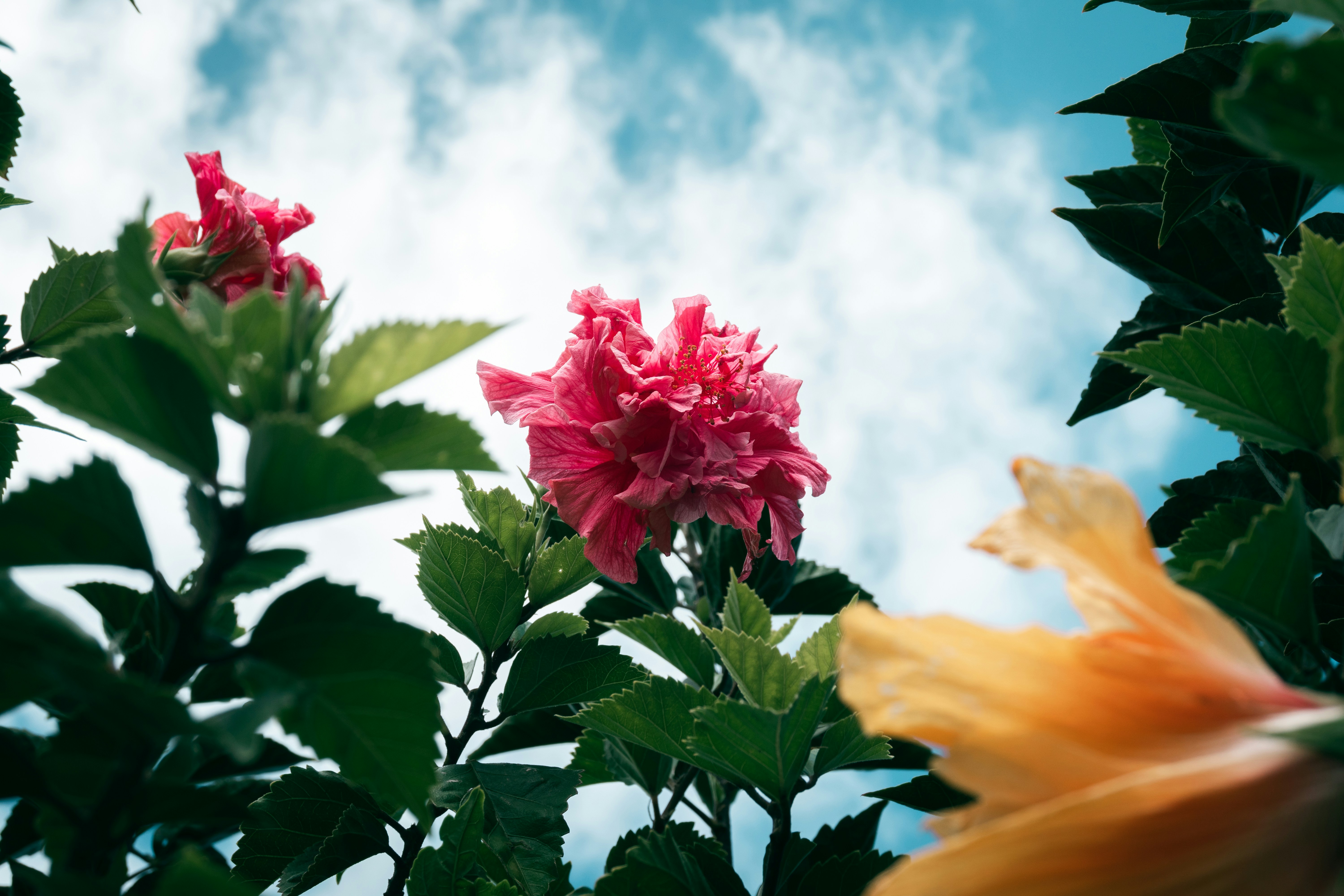 Vibrant hibiscus flowers emerge against a backdrop of dramatic clouds, showcasing nature's artistry in full bloom.
