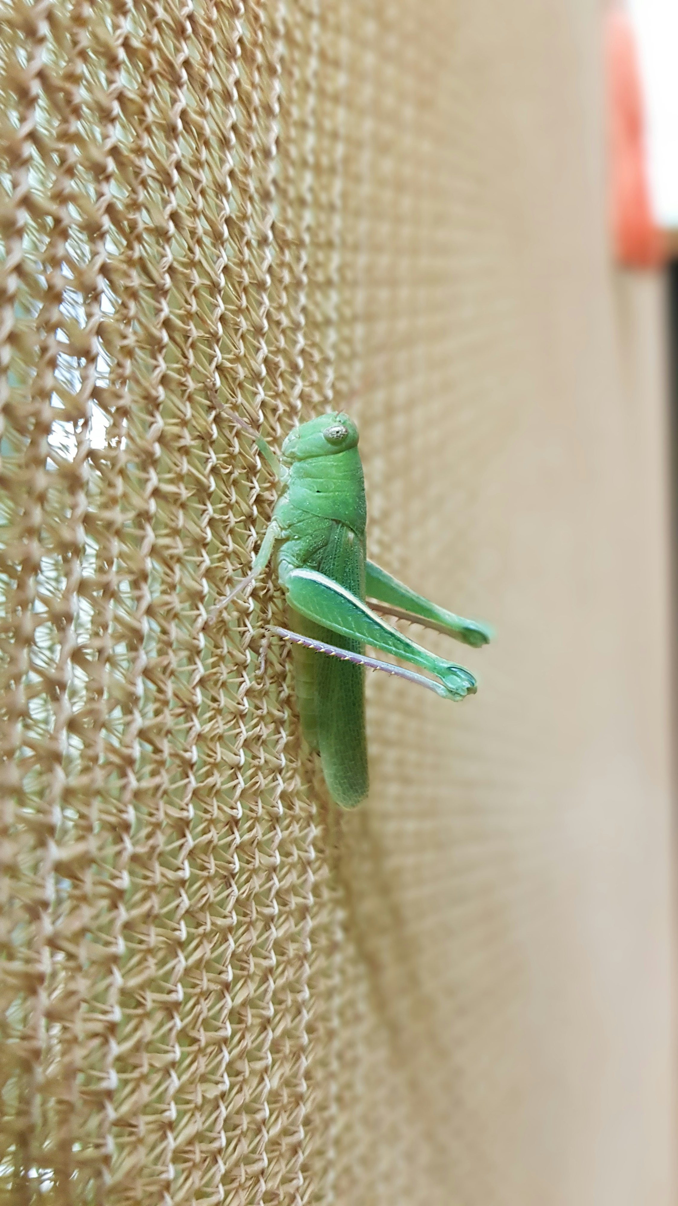Emerald Mantis on Tan Weave: A Macro Portrait of Texture and Color