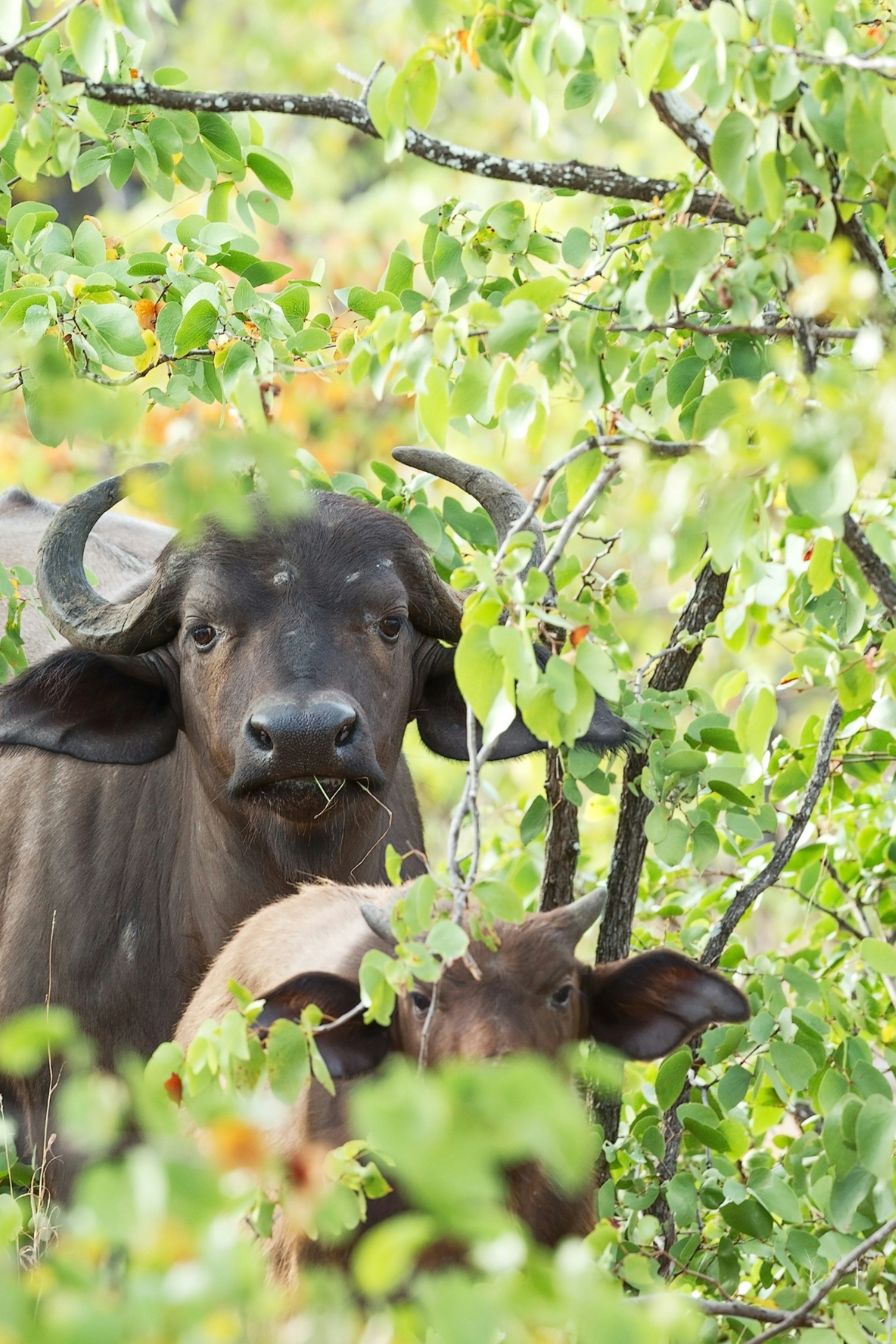 Herding Under Citrus Canopy: A Highland Water Buffalo Pair Peeks Through Green Branches