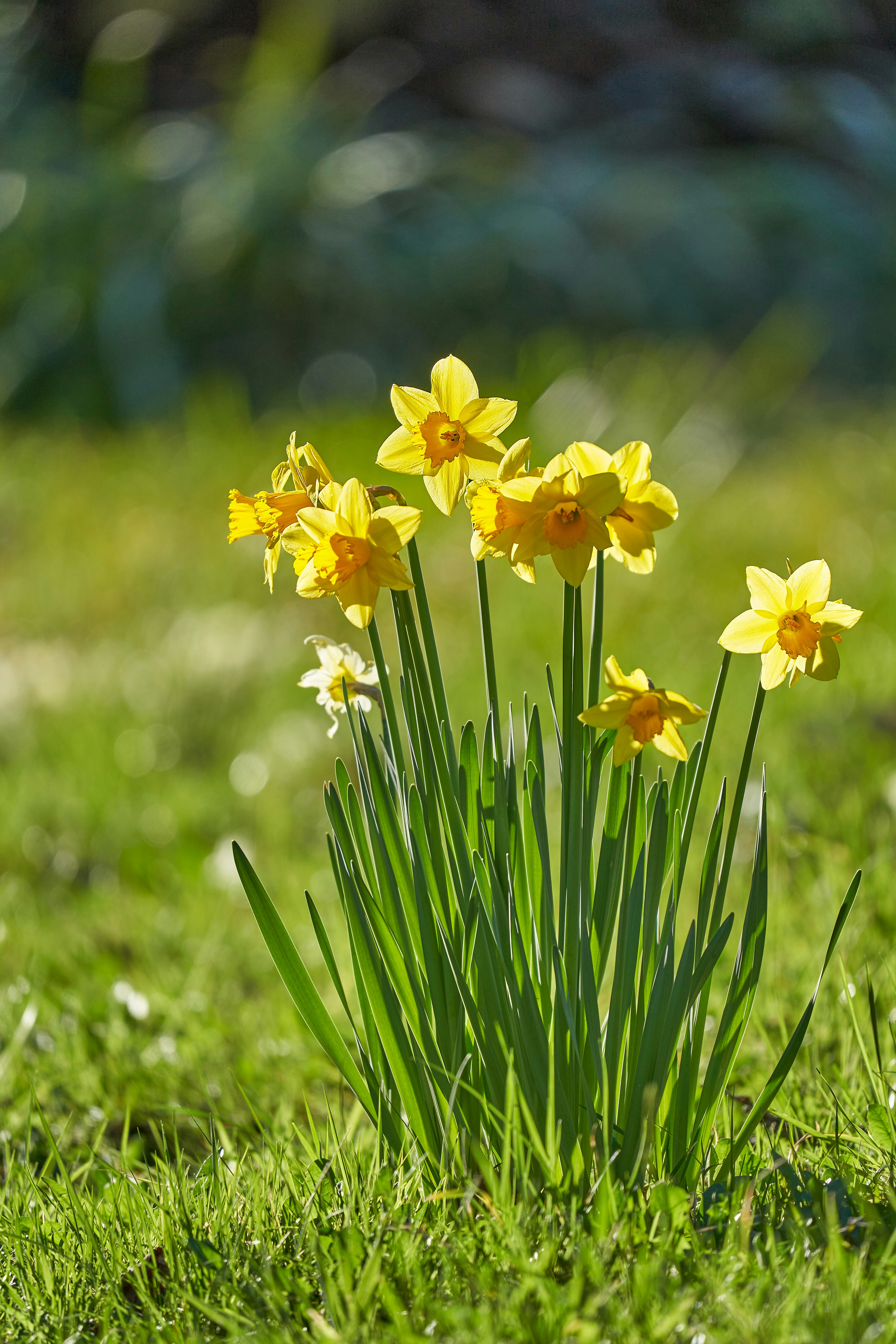Yellow Narcissus Bloom in Sunlit Meadow