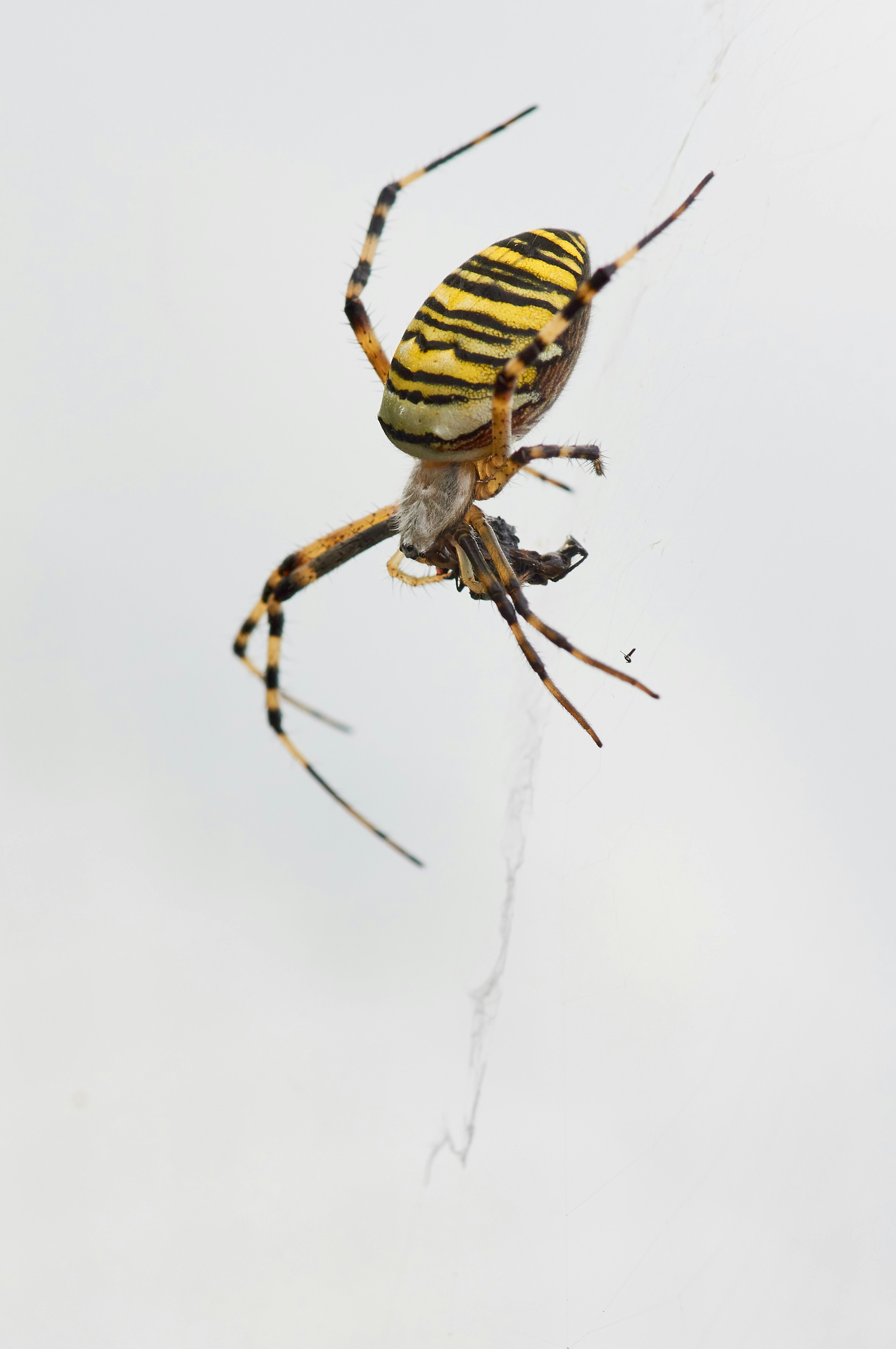 Close-up of a striped spider suspended in its web against a soft, blurred background. The spider's vibrant yellow and black markings are prominently displayed.