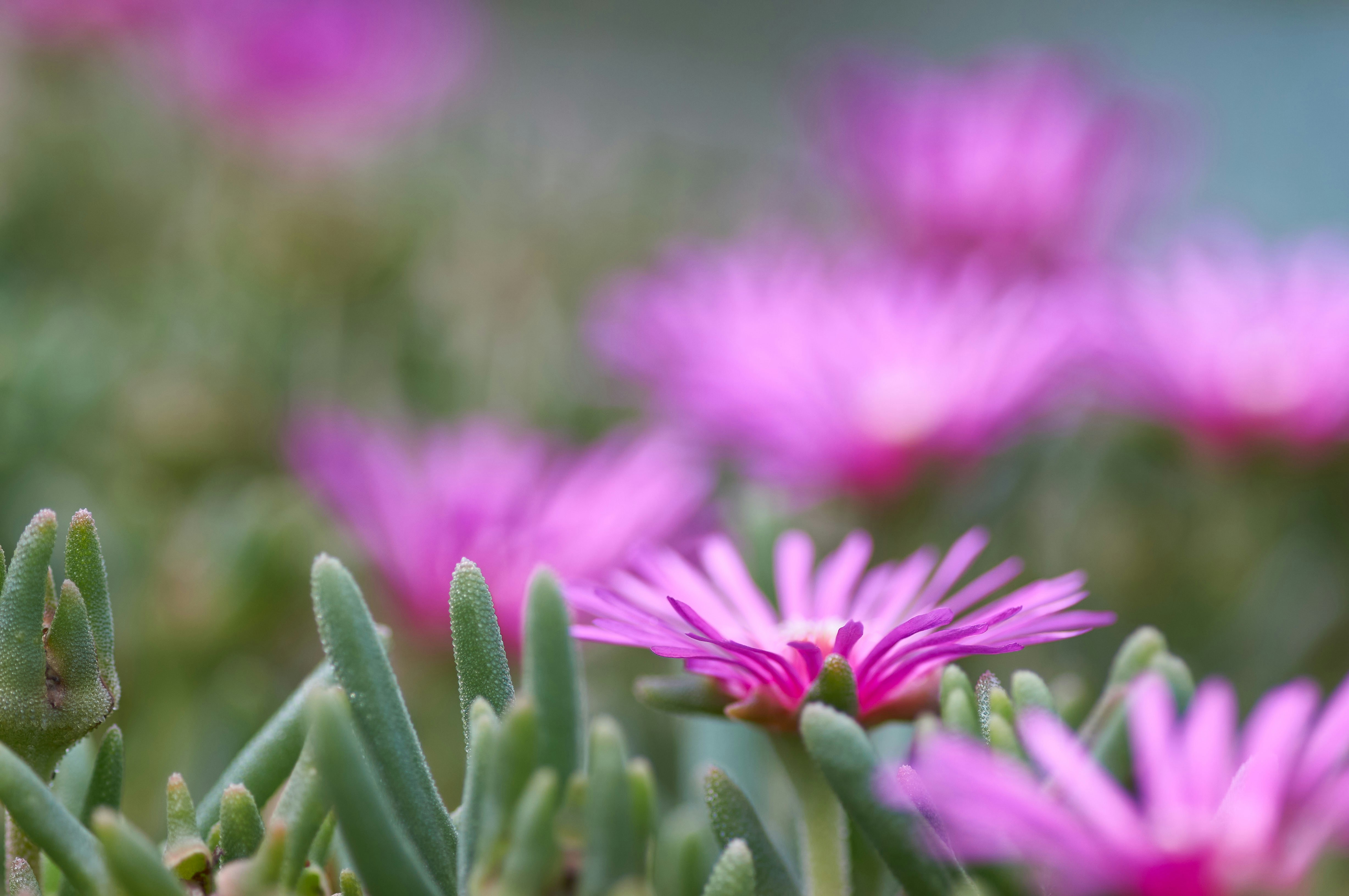 Pink Bloom Horizon: Close-Up of Succulent Flowers