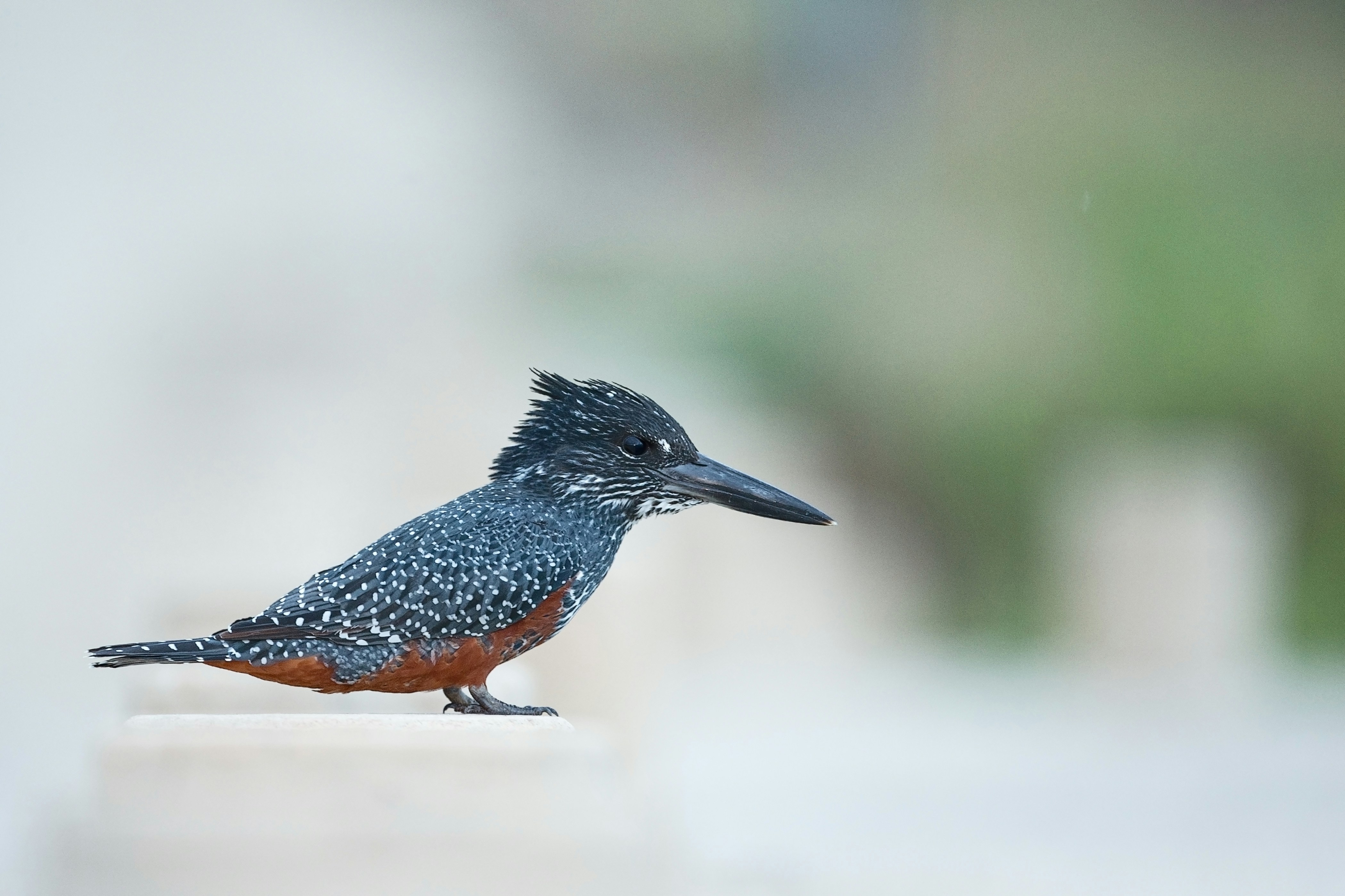 Cobalt-Dappled Kingfisher Perched on a Pale Post