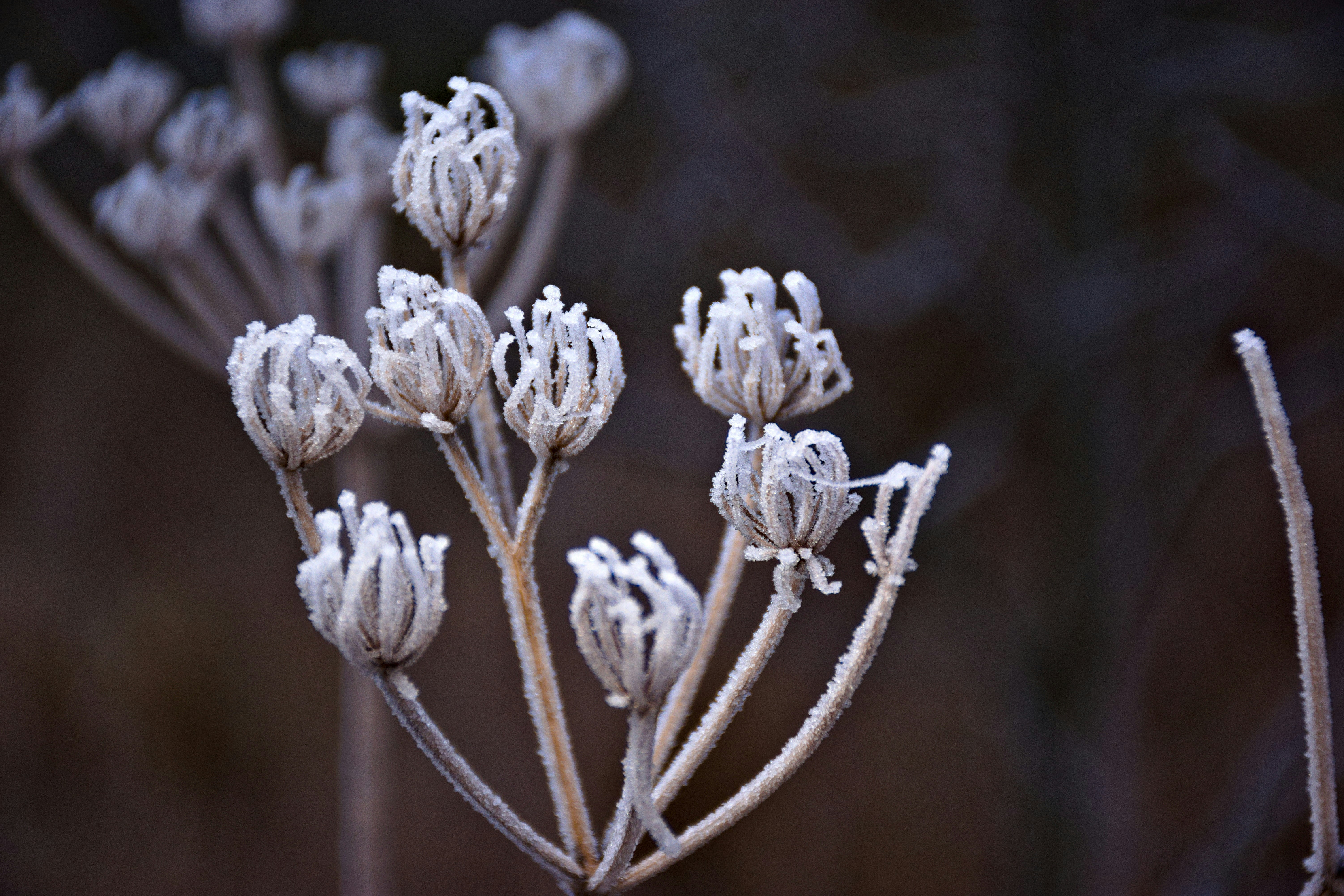 Frost-covered plant stems with delicate, frozen blooms glistening in the soft light of early morning.