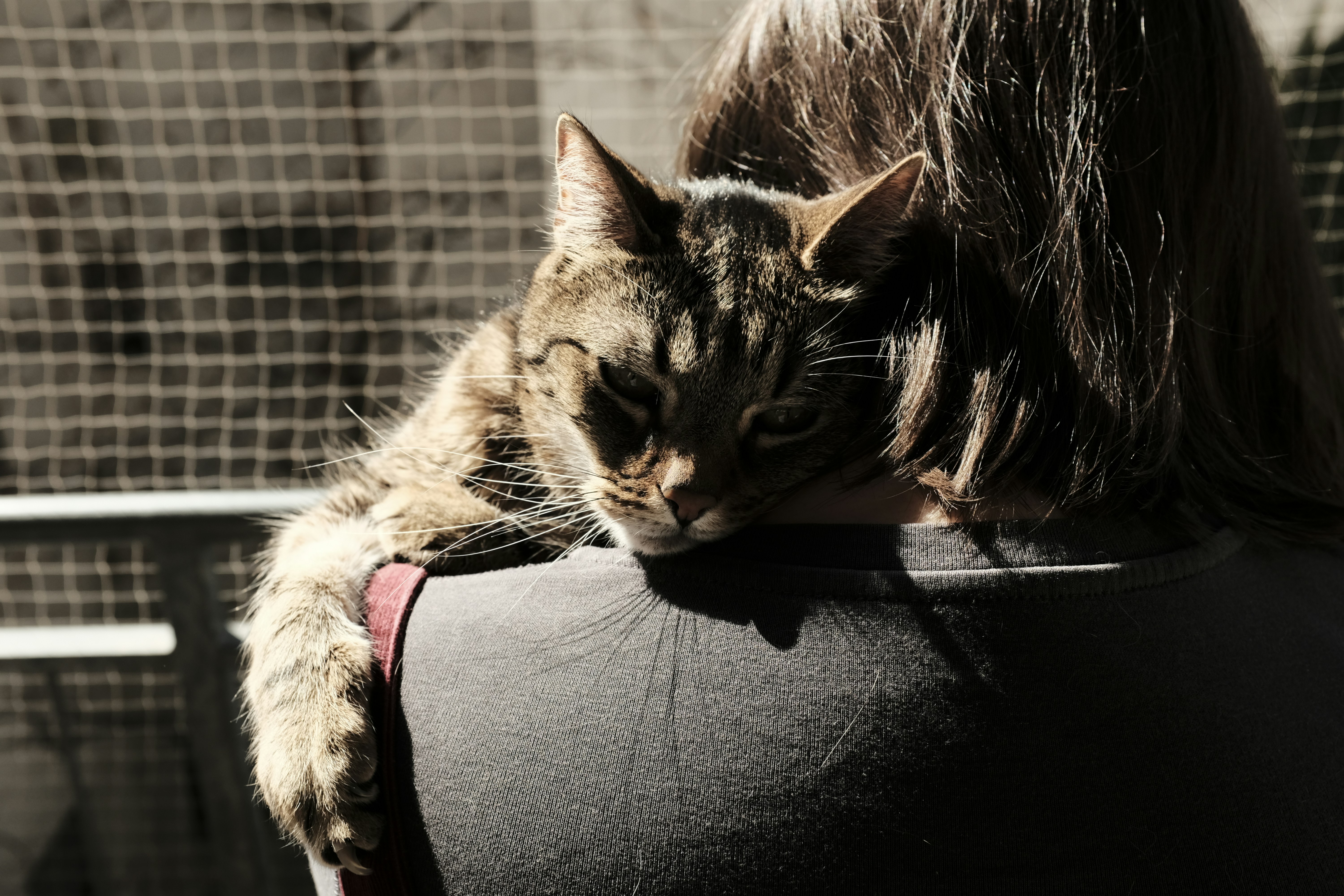 Hug Cat Pictures | Download Free Images on Unsplash