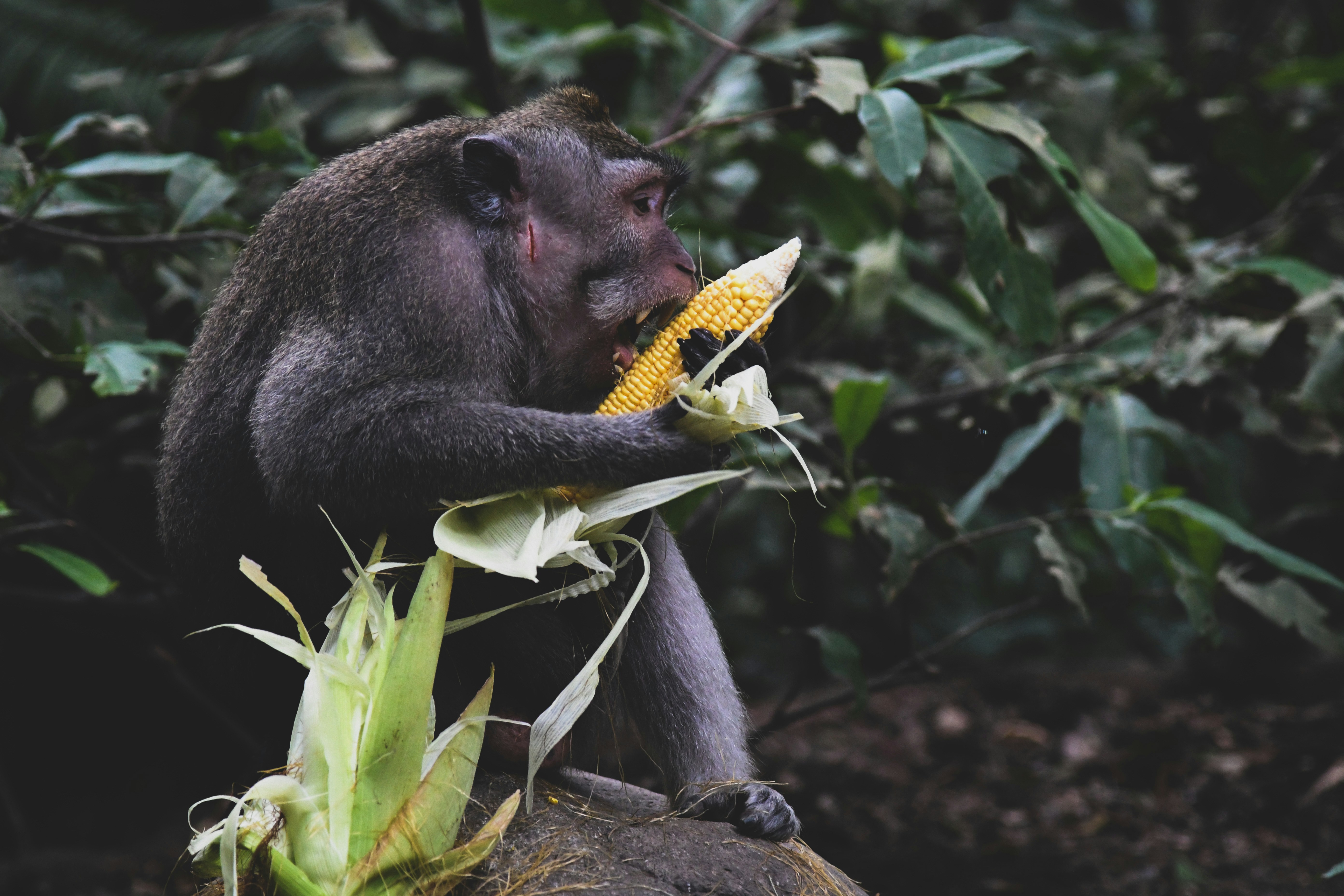 Black monkey eating yellow corn photo – Free Plant Image on Unsplash