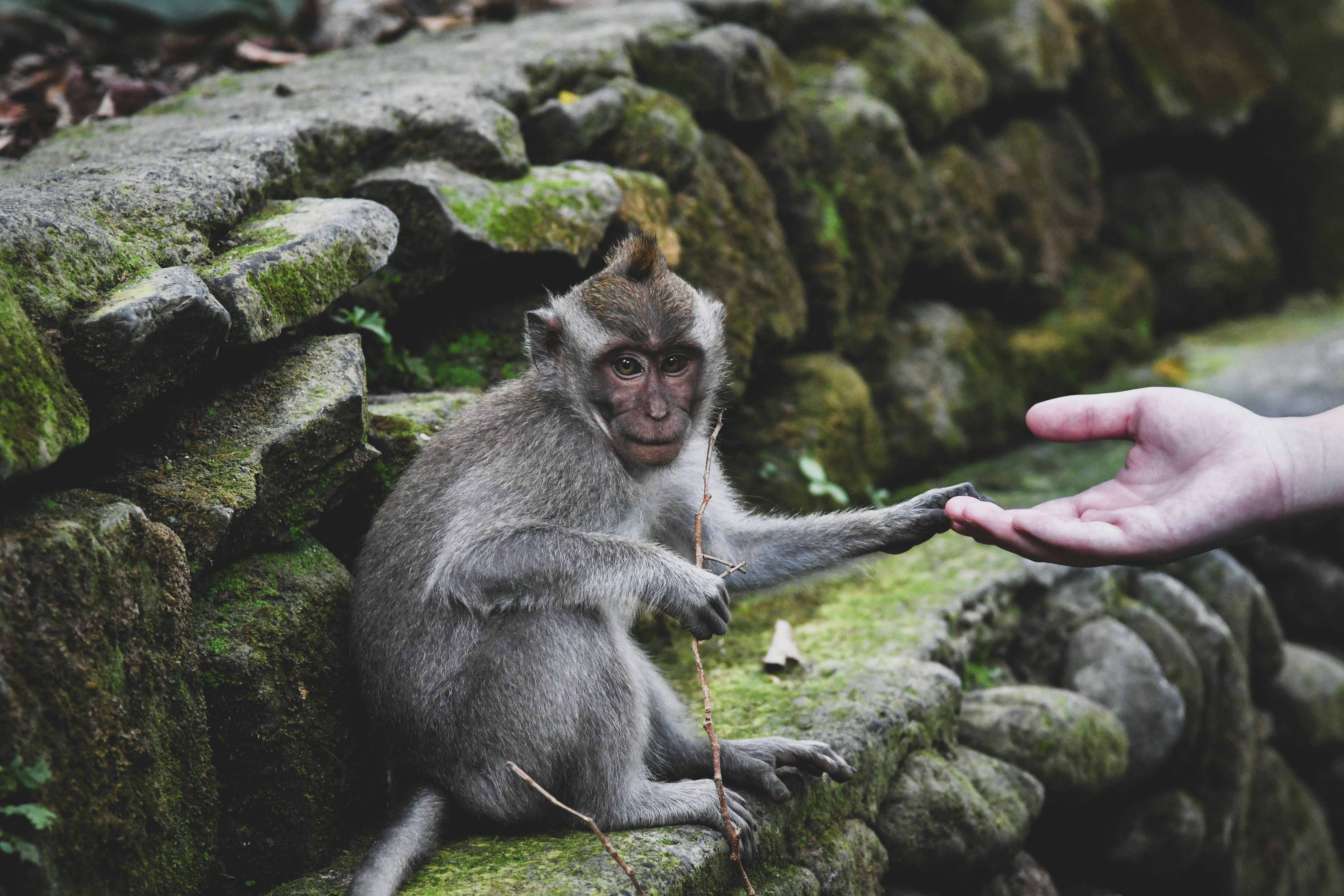 A Gentle Bond: Monkey Reaches for a Helping Hand on Mossy Stones