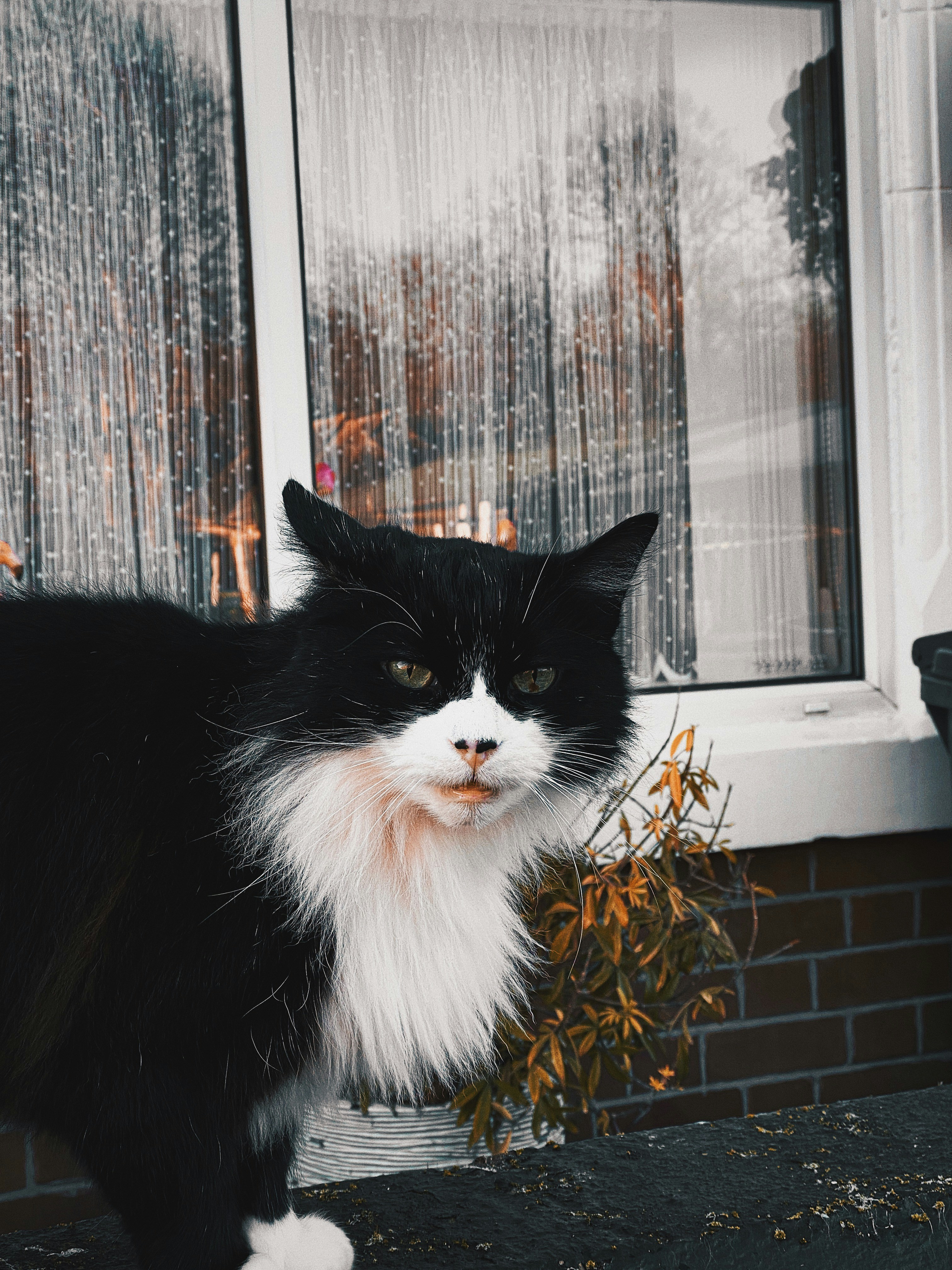 Whiskered Guardian of the Garden