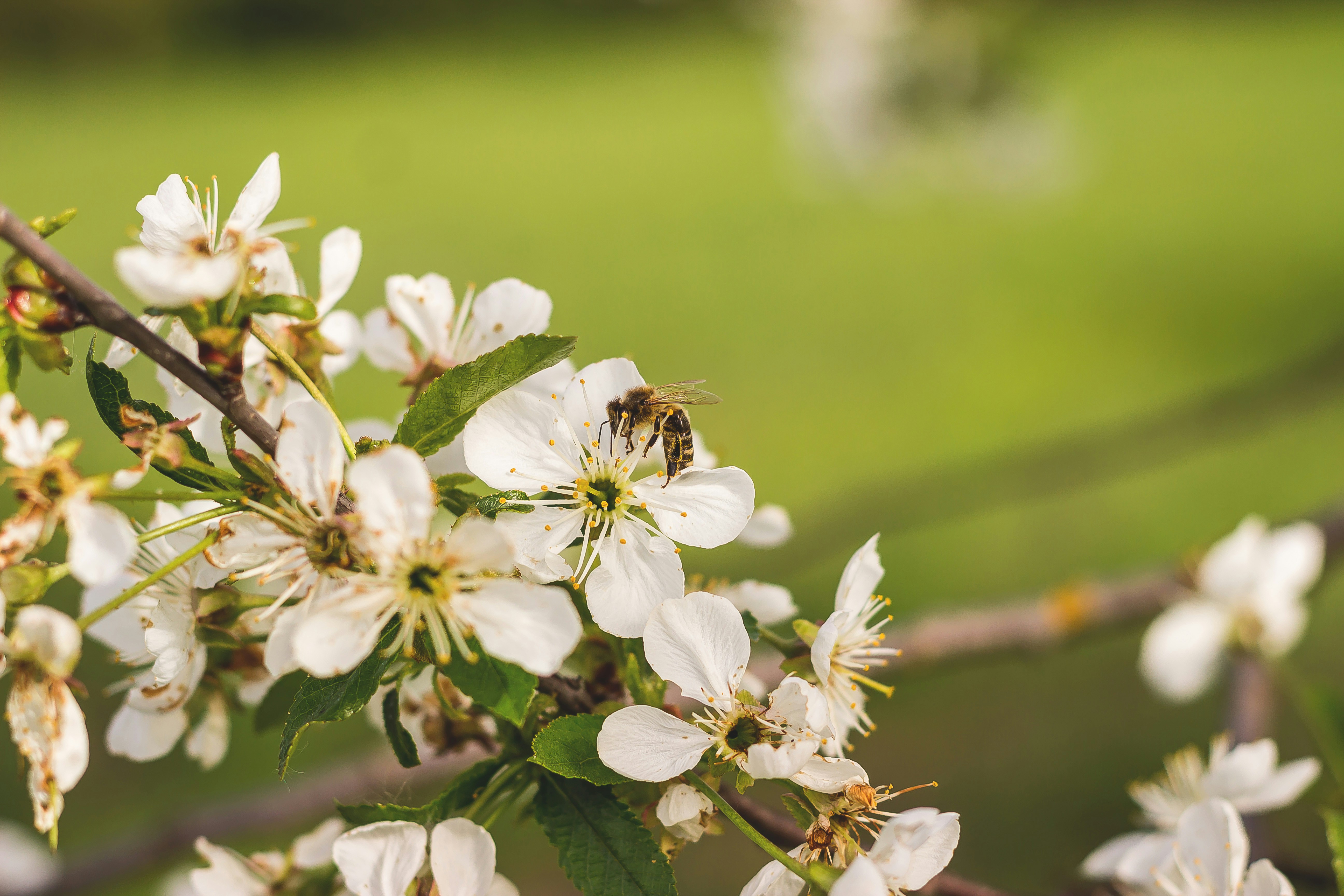 Photo by Darius Cotoi