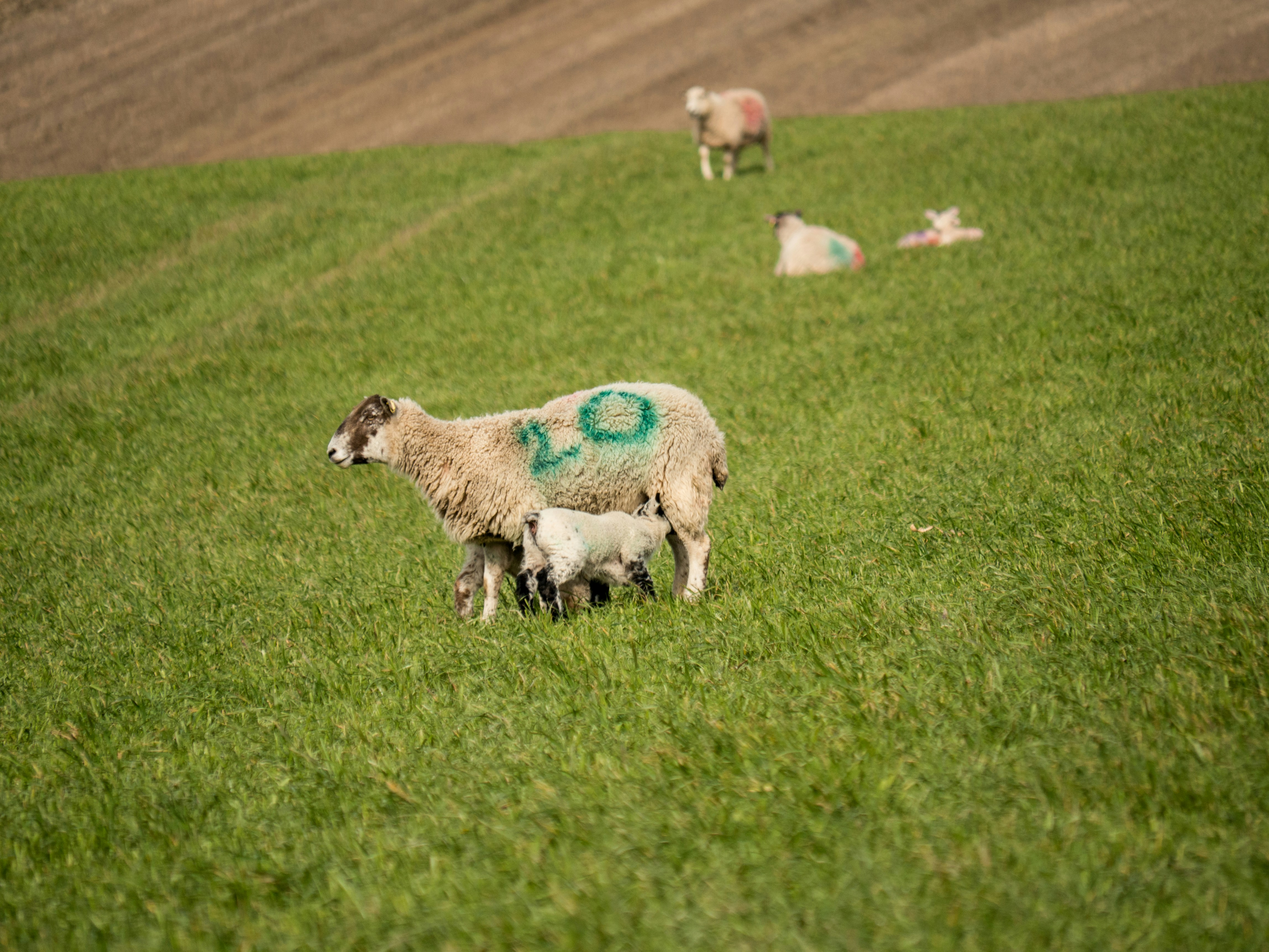 Lambs and a Shepherding Moment in a Sunlit Field