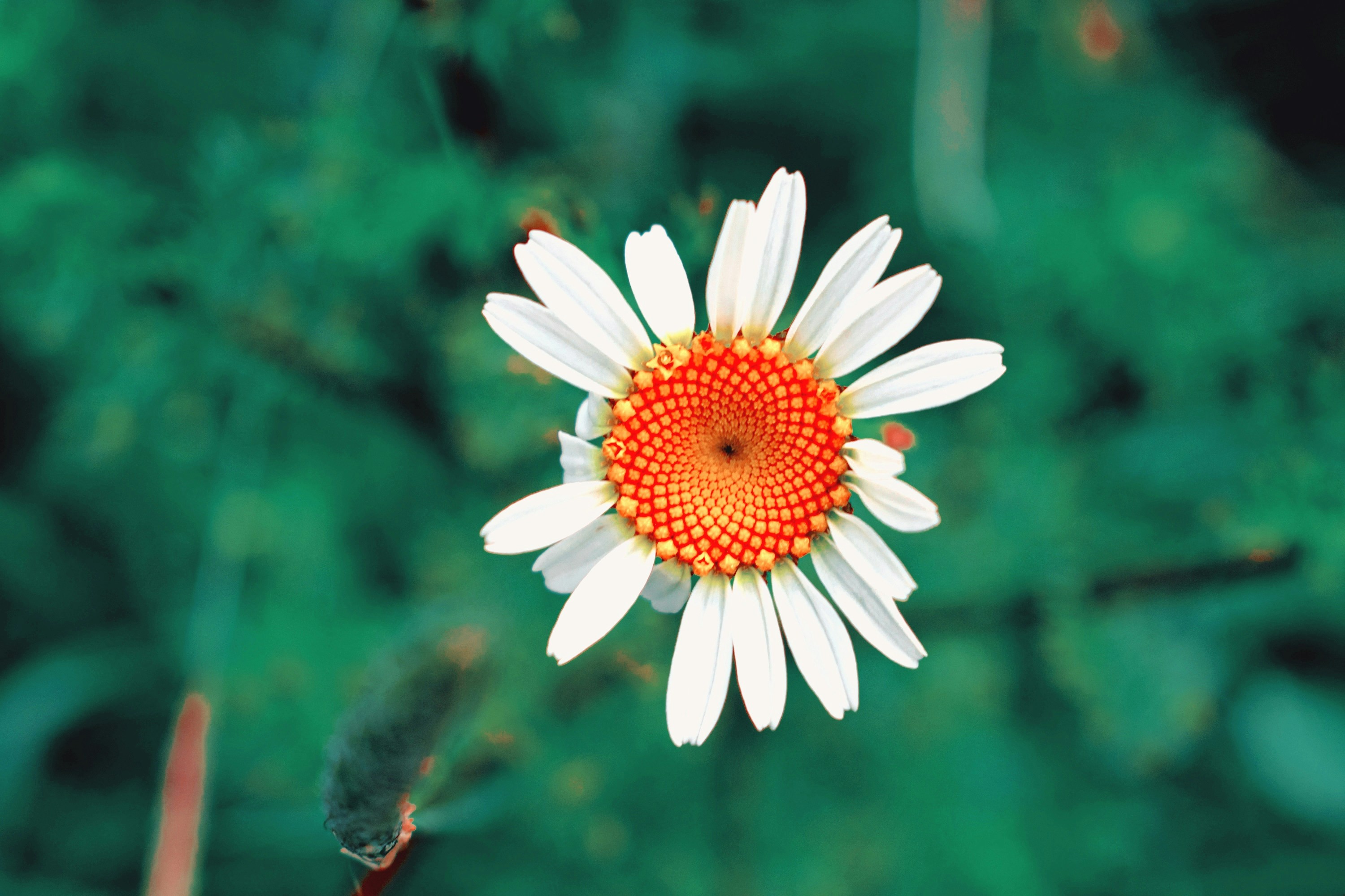 White daisy with an orange center stands out against a blurred green background.