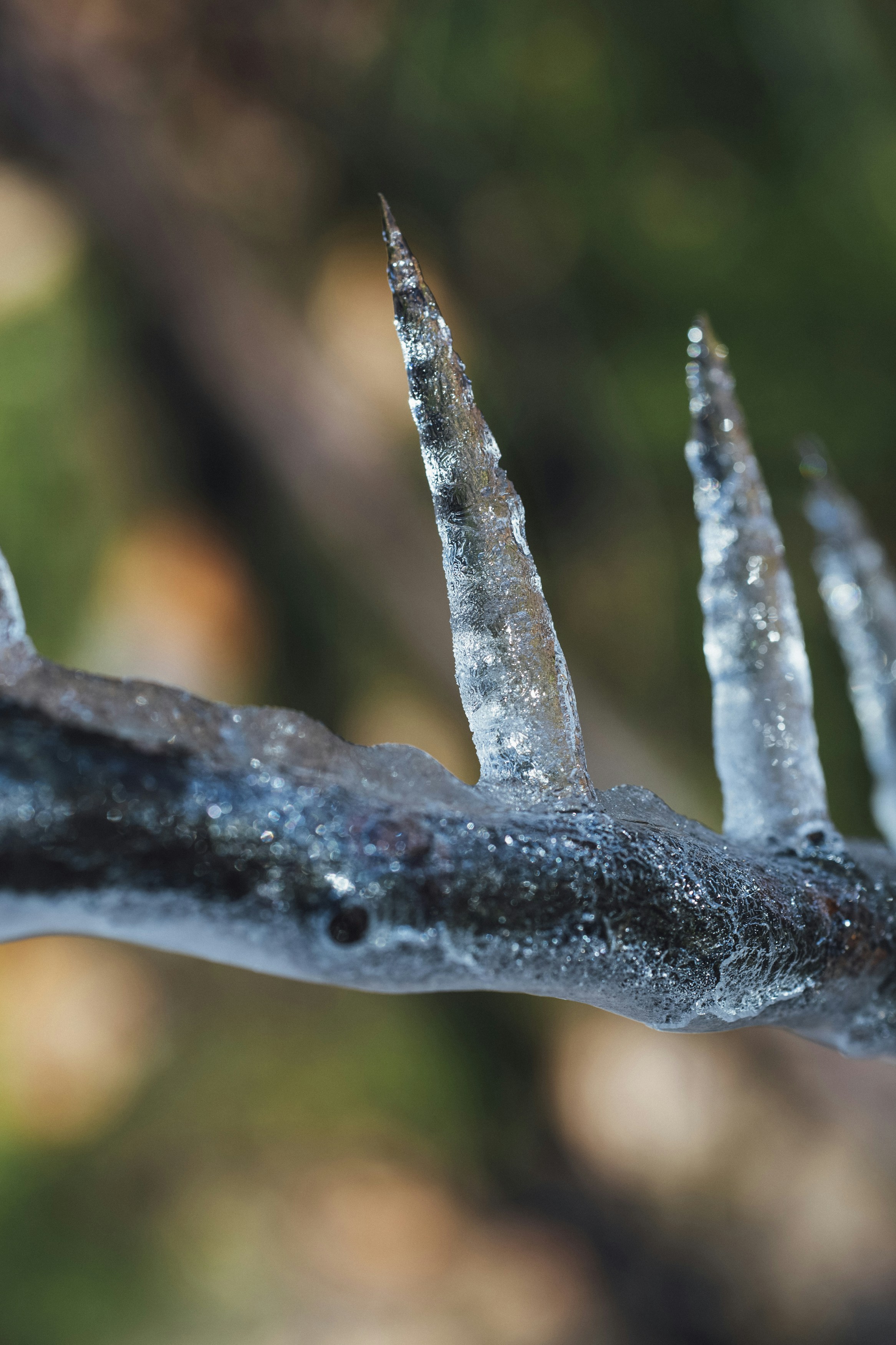 Icicles cling to a dark branch, glistening in the light among a blurred backdrop of greenery. The scene captures the delicate beauty of winter's touch on nature.