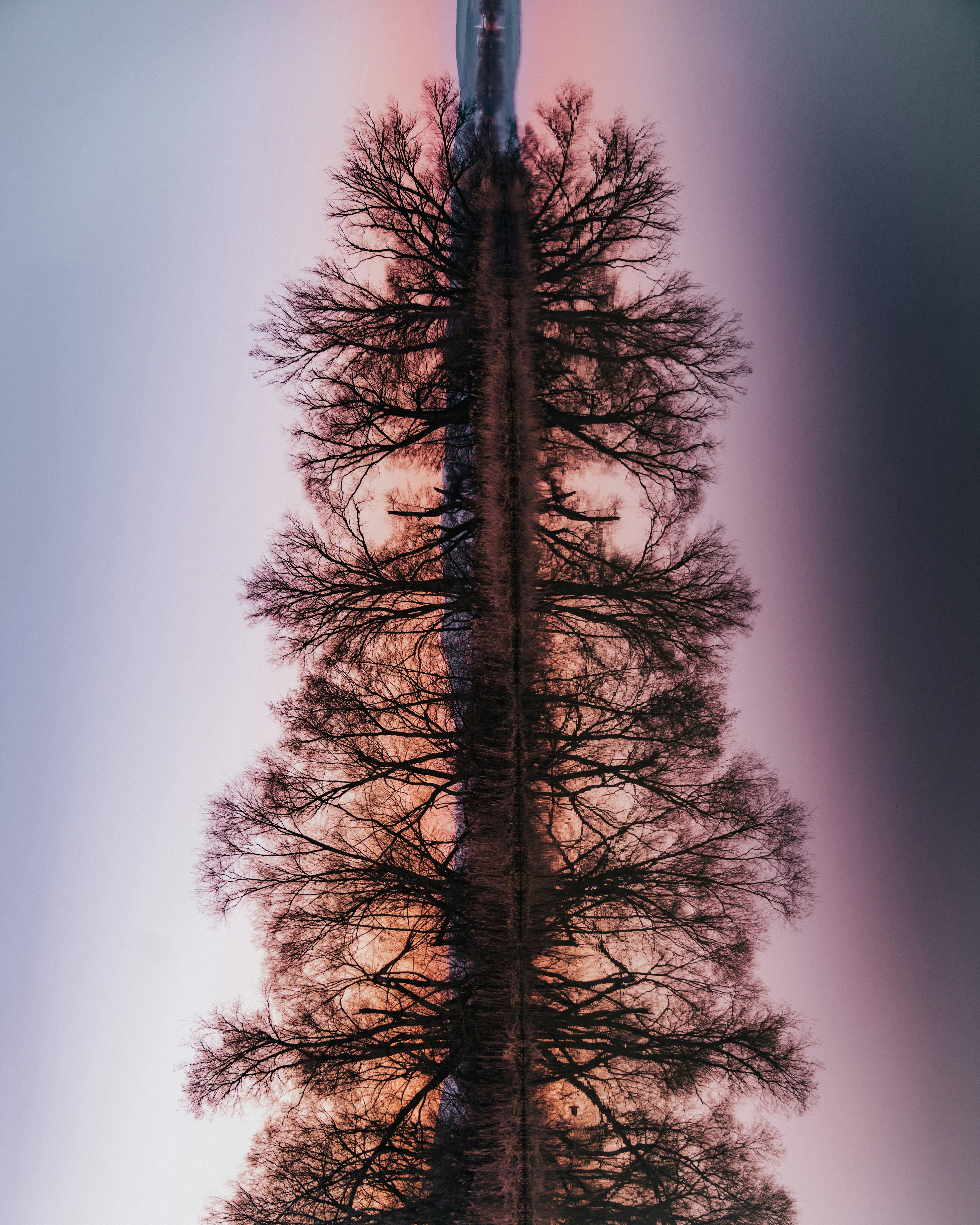 brown bare tree under white sky