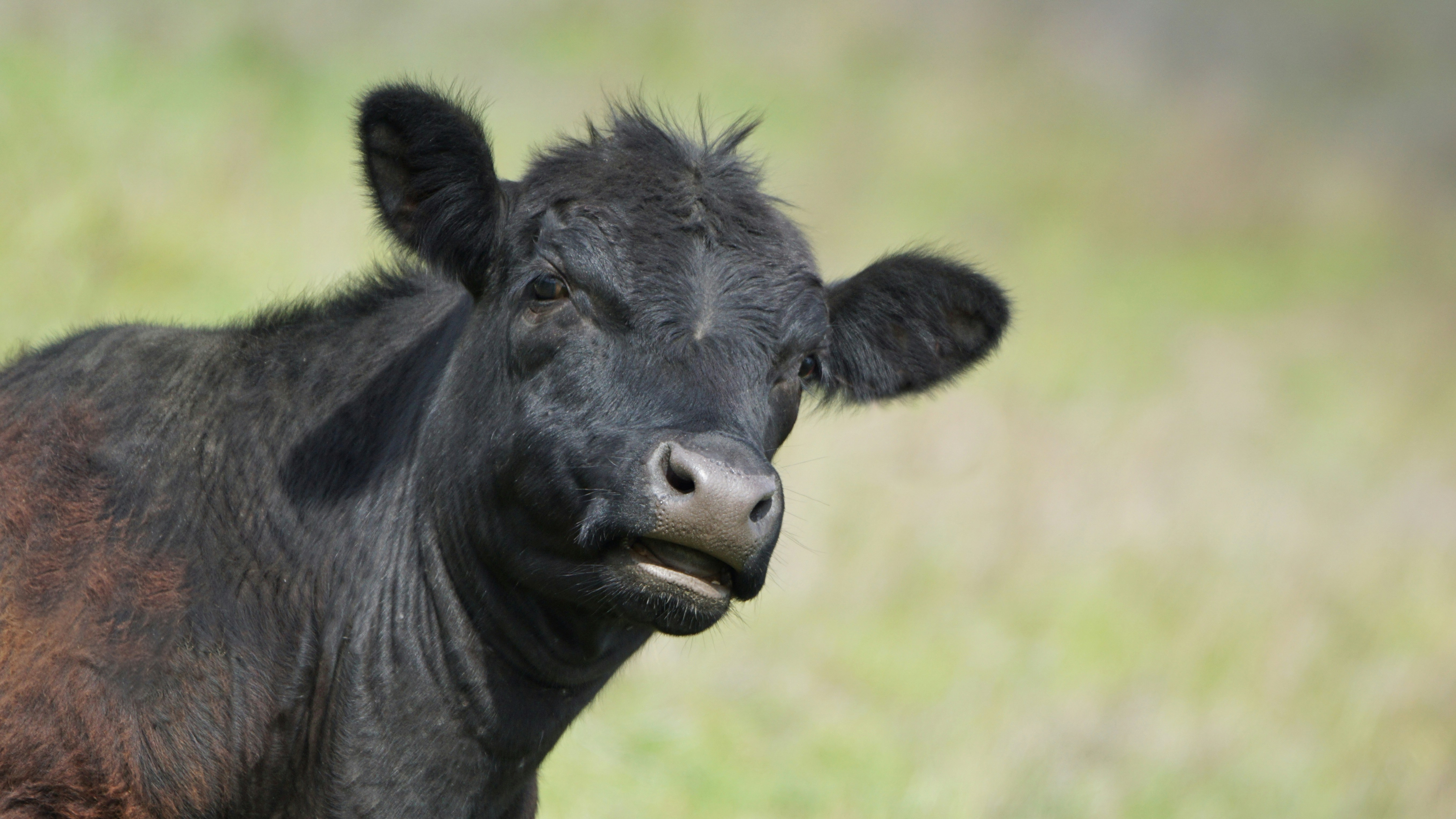Définition de meugler | Dictionnaire français