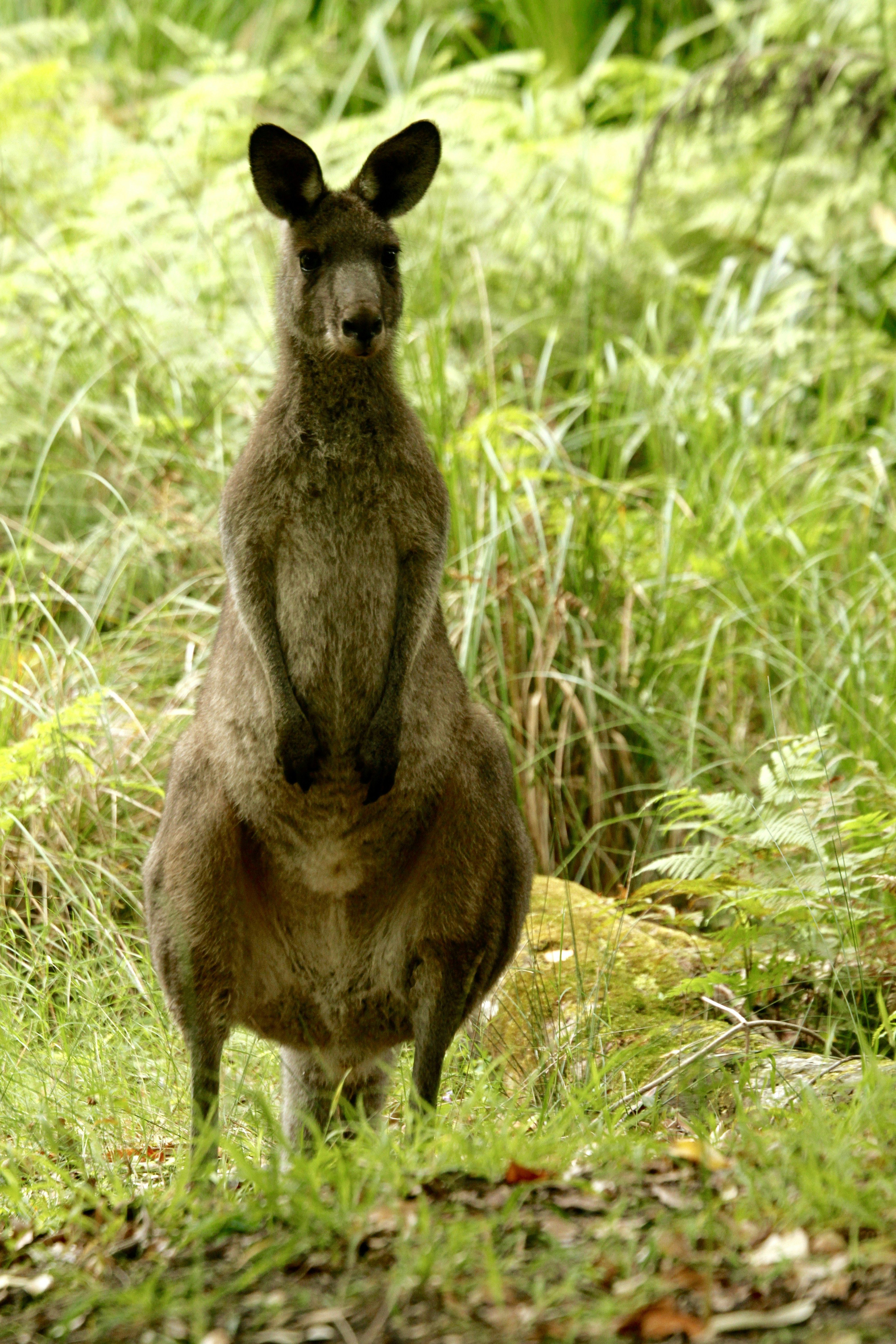 Kangaroo standing upright amidst lush greenery, poised and alert in its natural habitat.
