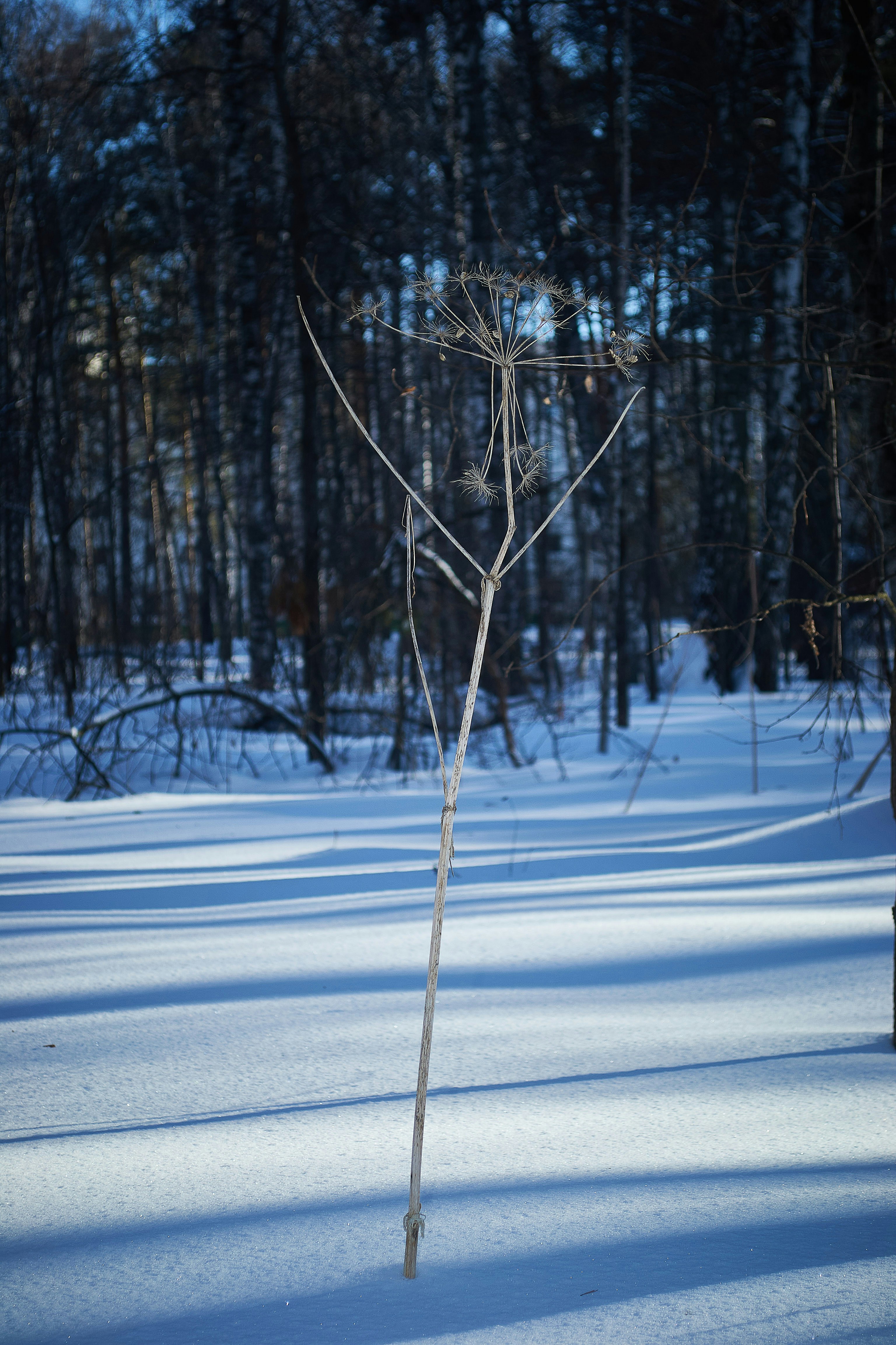 Snow Forest
Location: Akademgorodok, Novosibirsk, Russia | bare trees on snow covered ground during daytime