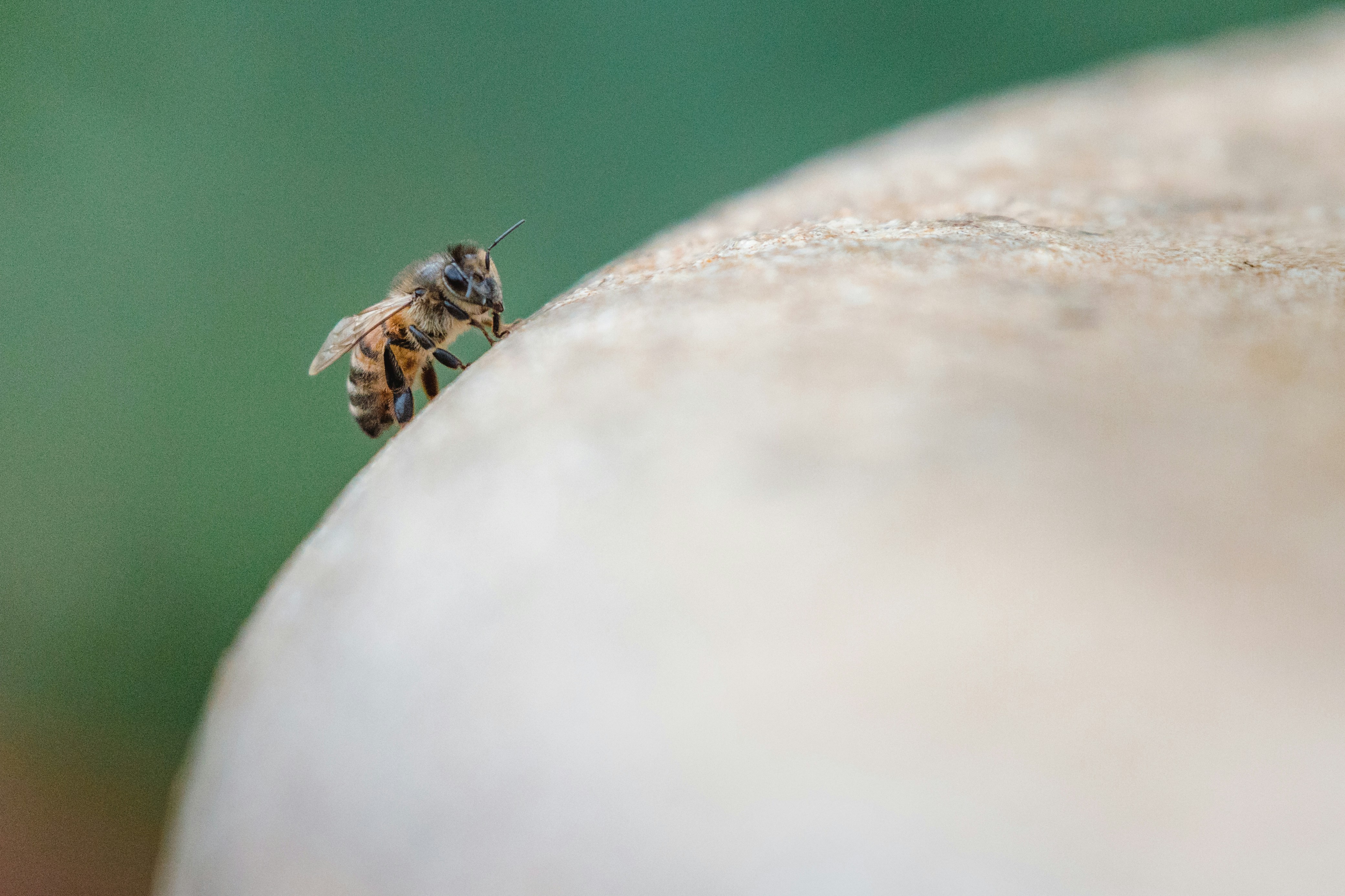 Bee at the Curve: A Minute on a Rough Stone
