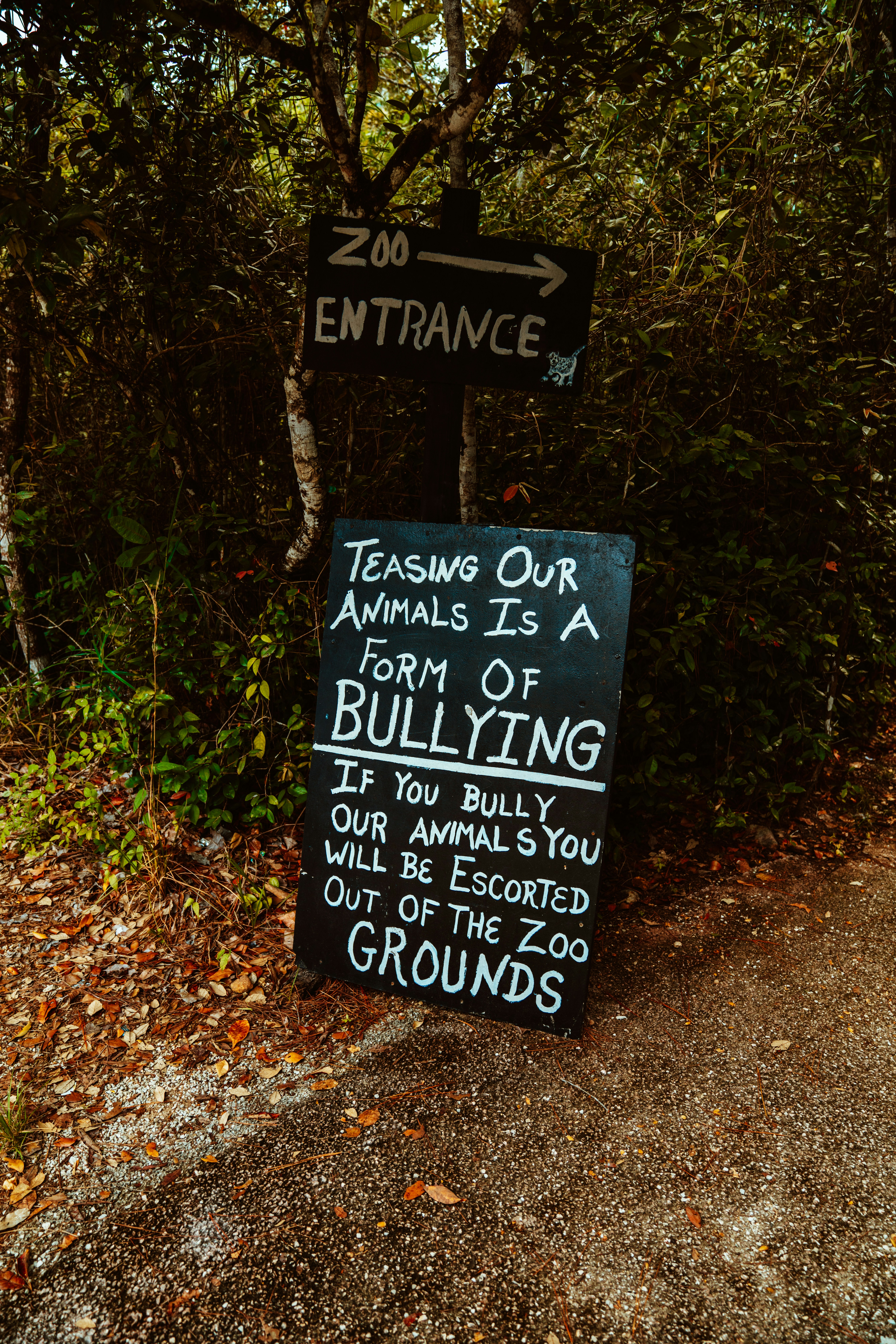 Signboard of Voice: A Shouted Warning in the Sunlit Path
