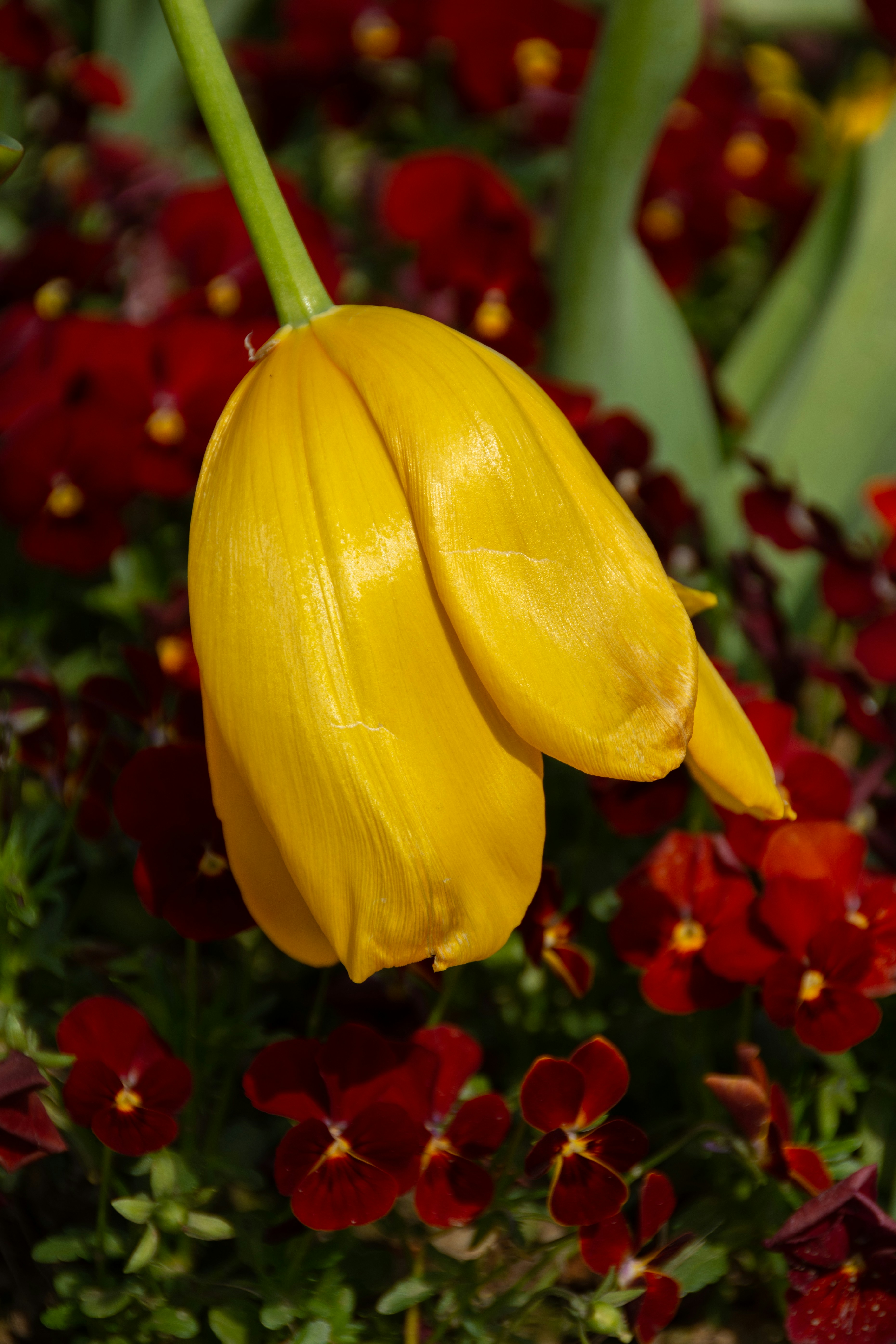 yellow tulips in bloom during daytime