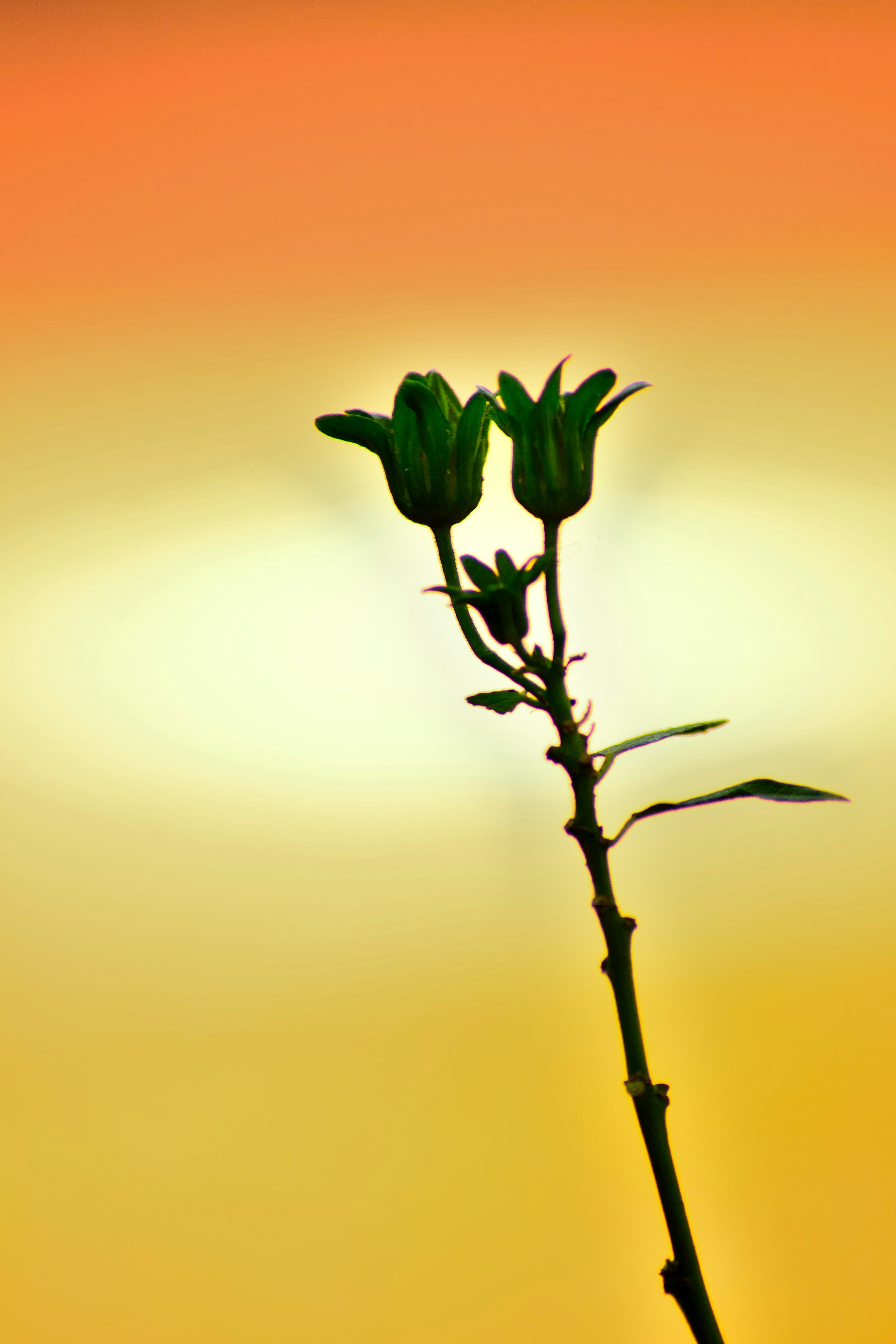Emerald Buds at Sunset: A Minimalist Plant Silhouette