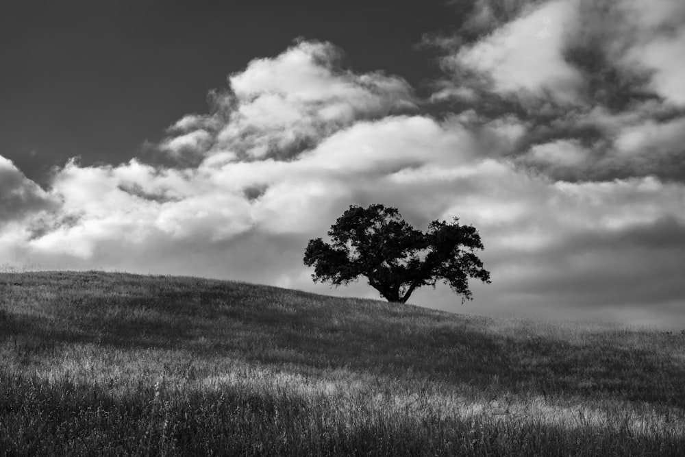 Trees | 100+ best free tree, forest, leafe and green photos on Unsplash