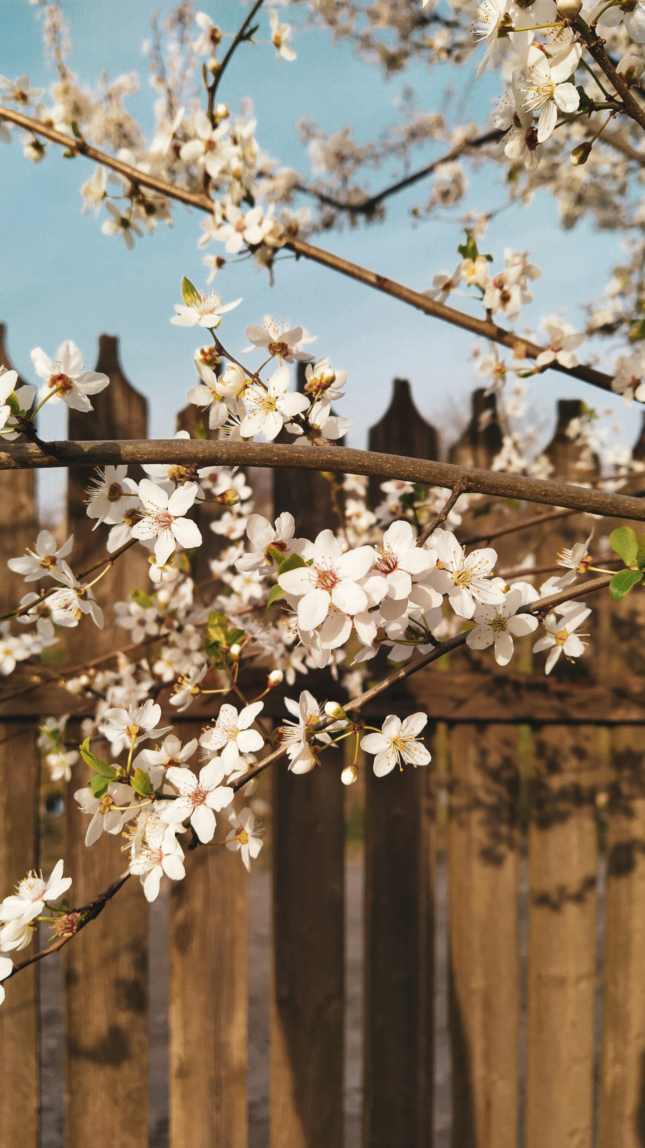 Petal Confetti Against a Weathered Fence