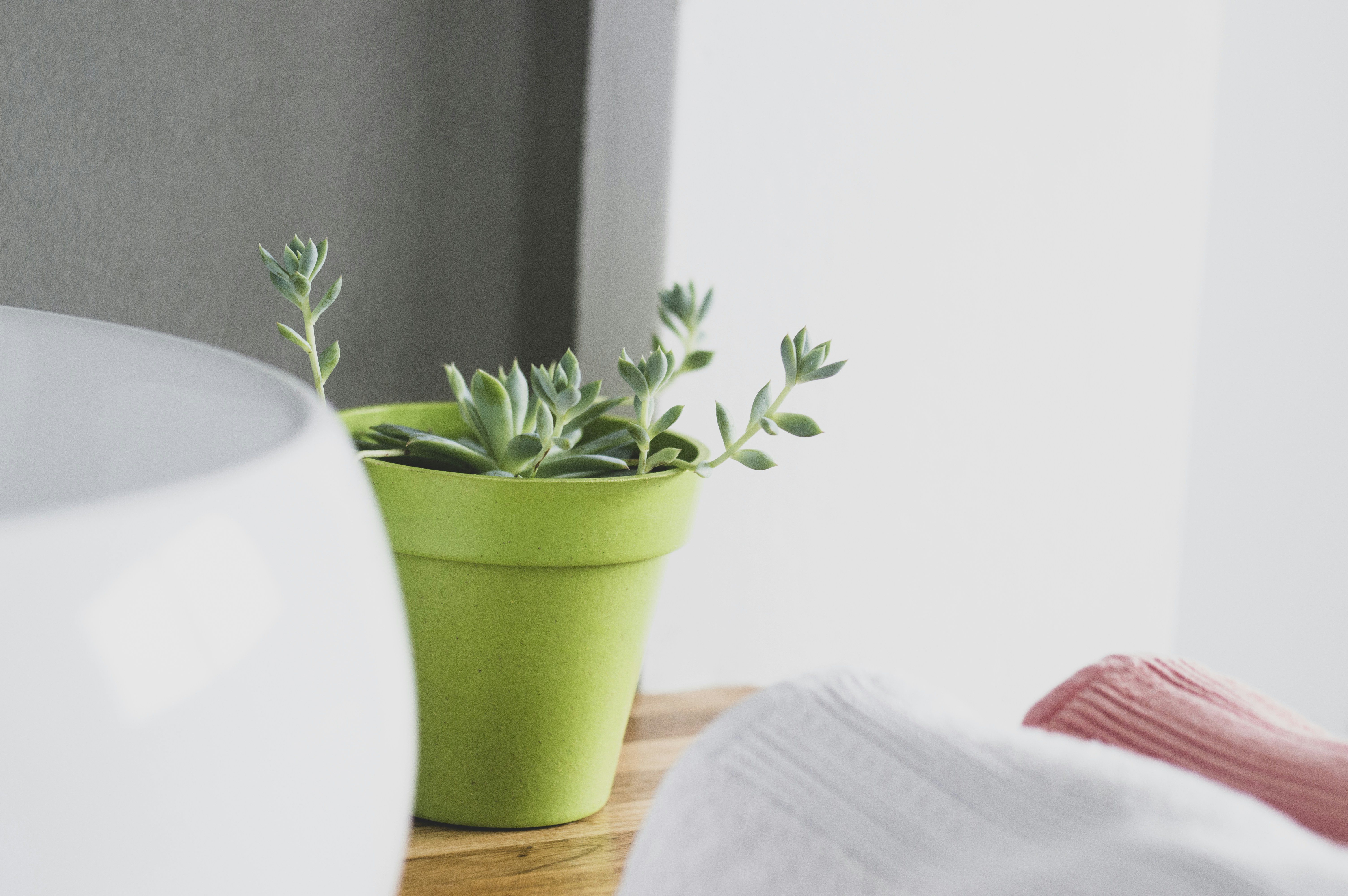 Green Pot, Quiet Corner: A Petite Plant on a Wooden Table