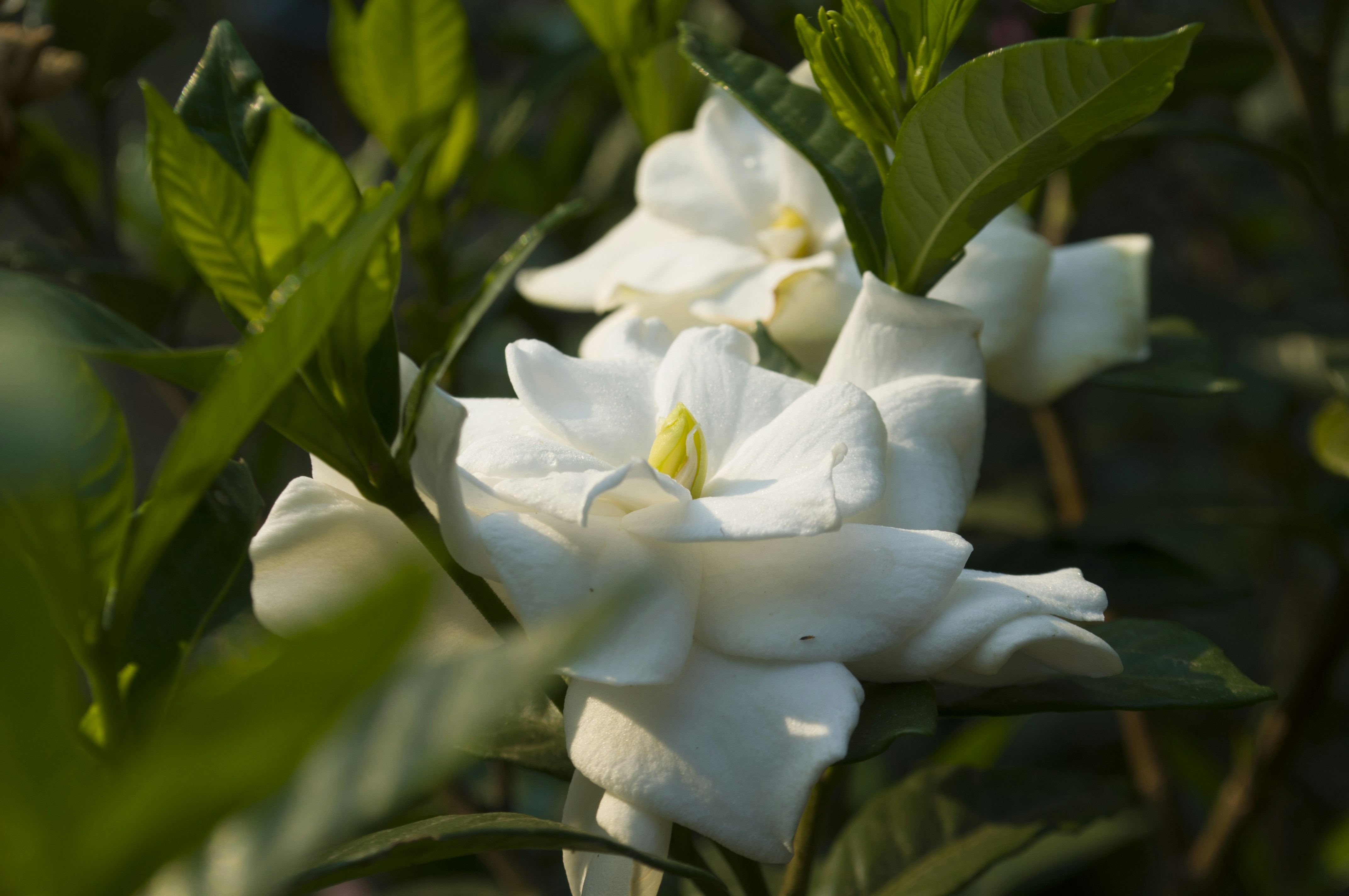white flower with green leaves