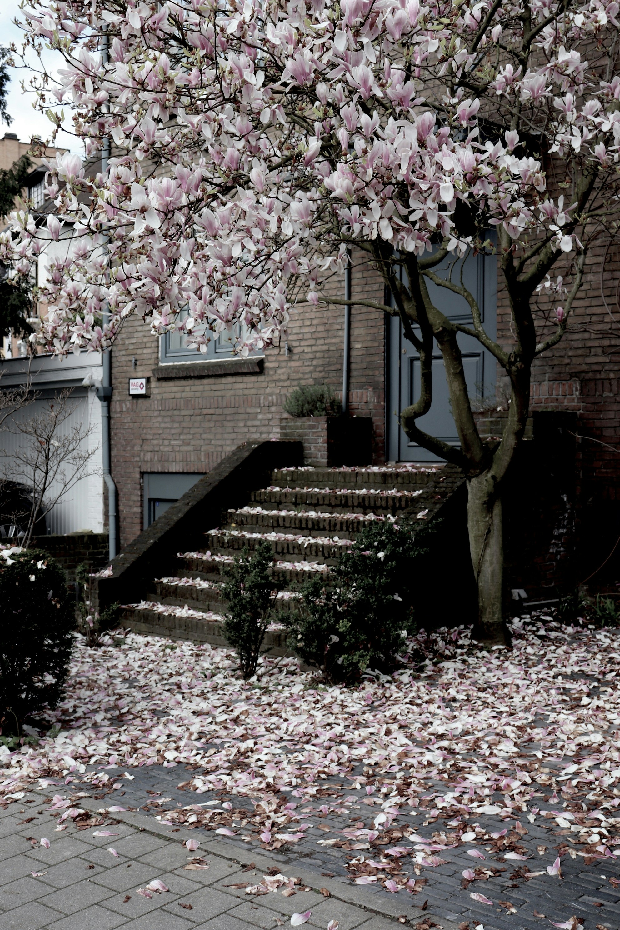 Spring Blossom Over Brick Staircase