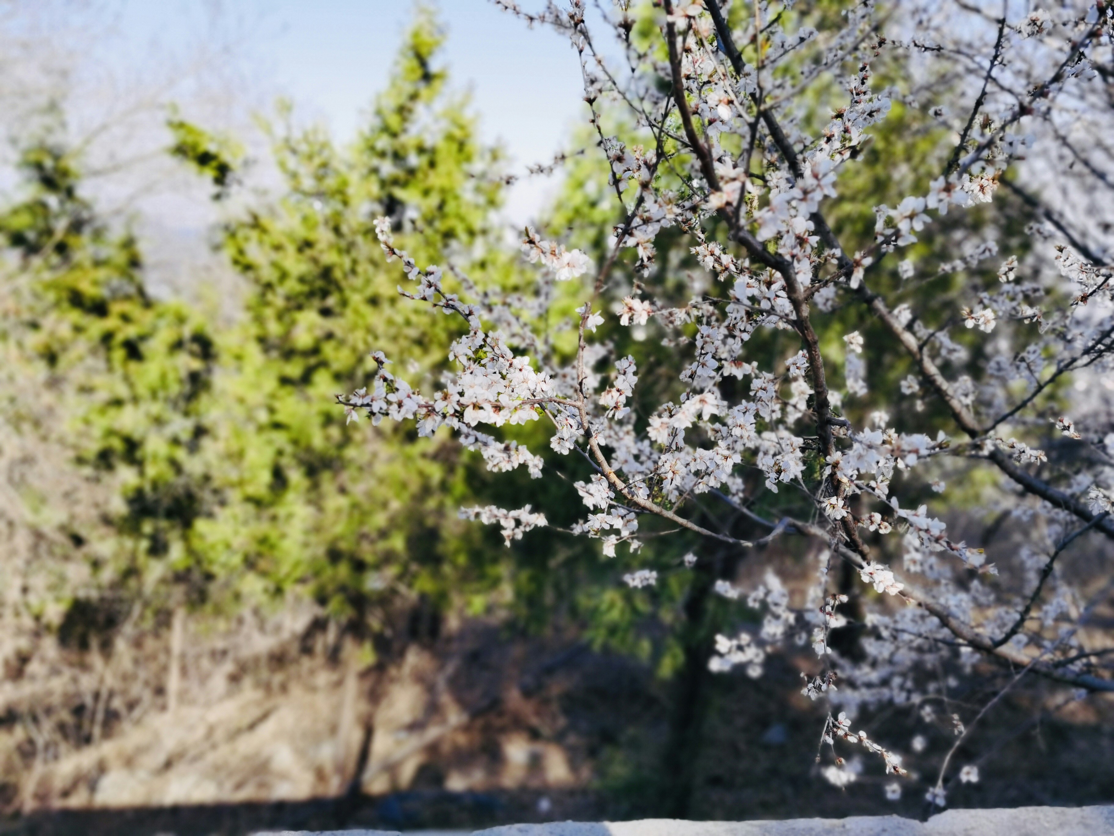 Cherry blossoms fringe the right side of a sunlit hillside, with a softly blurred background of green trees.