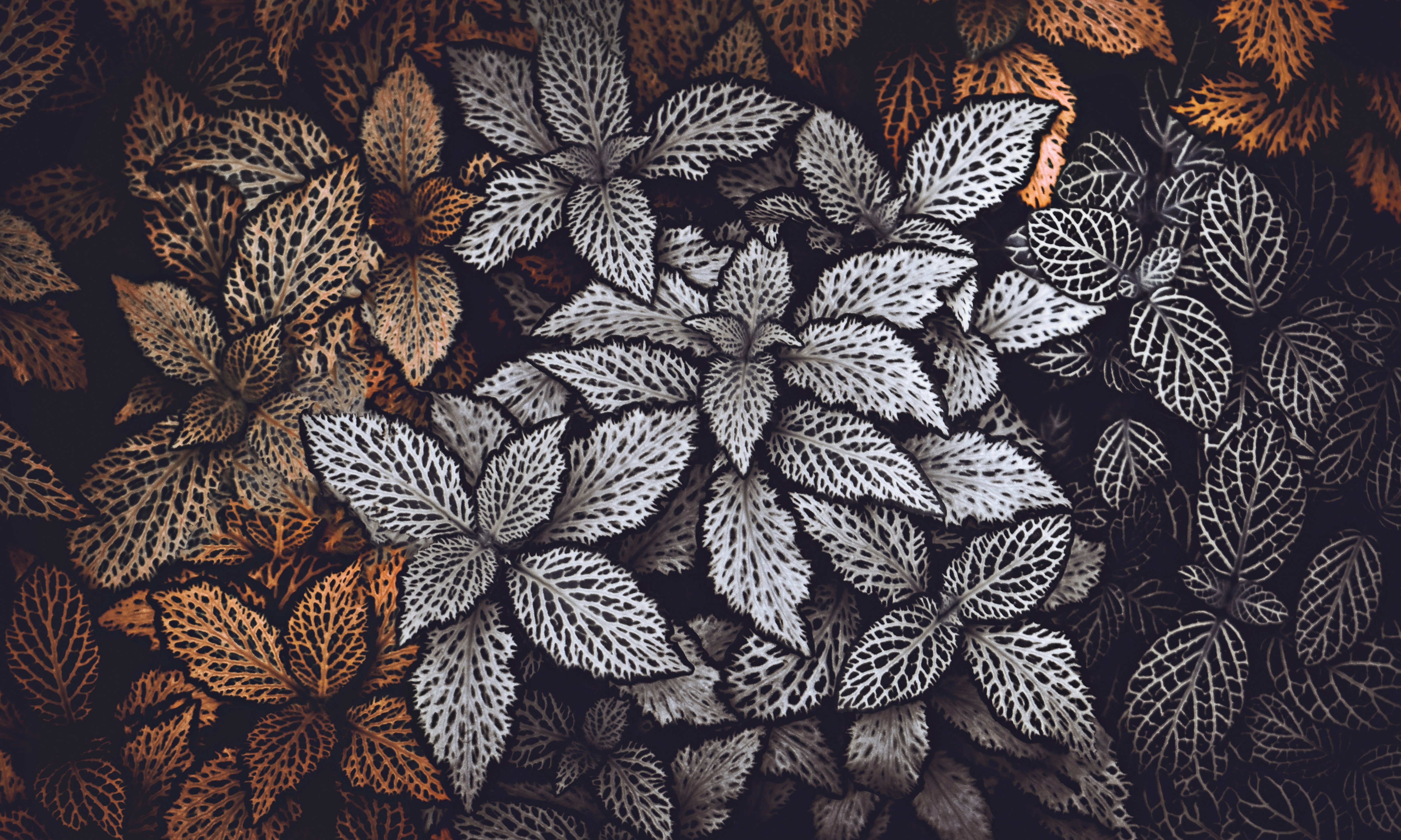Close-up photograph of a central cluster of silver-veined leaves, surrounded by warm brown foliage. The image emphasizes texture and contrast.