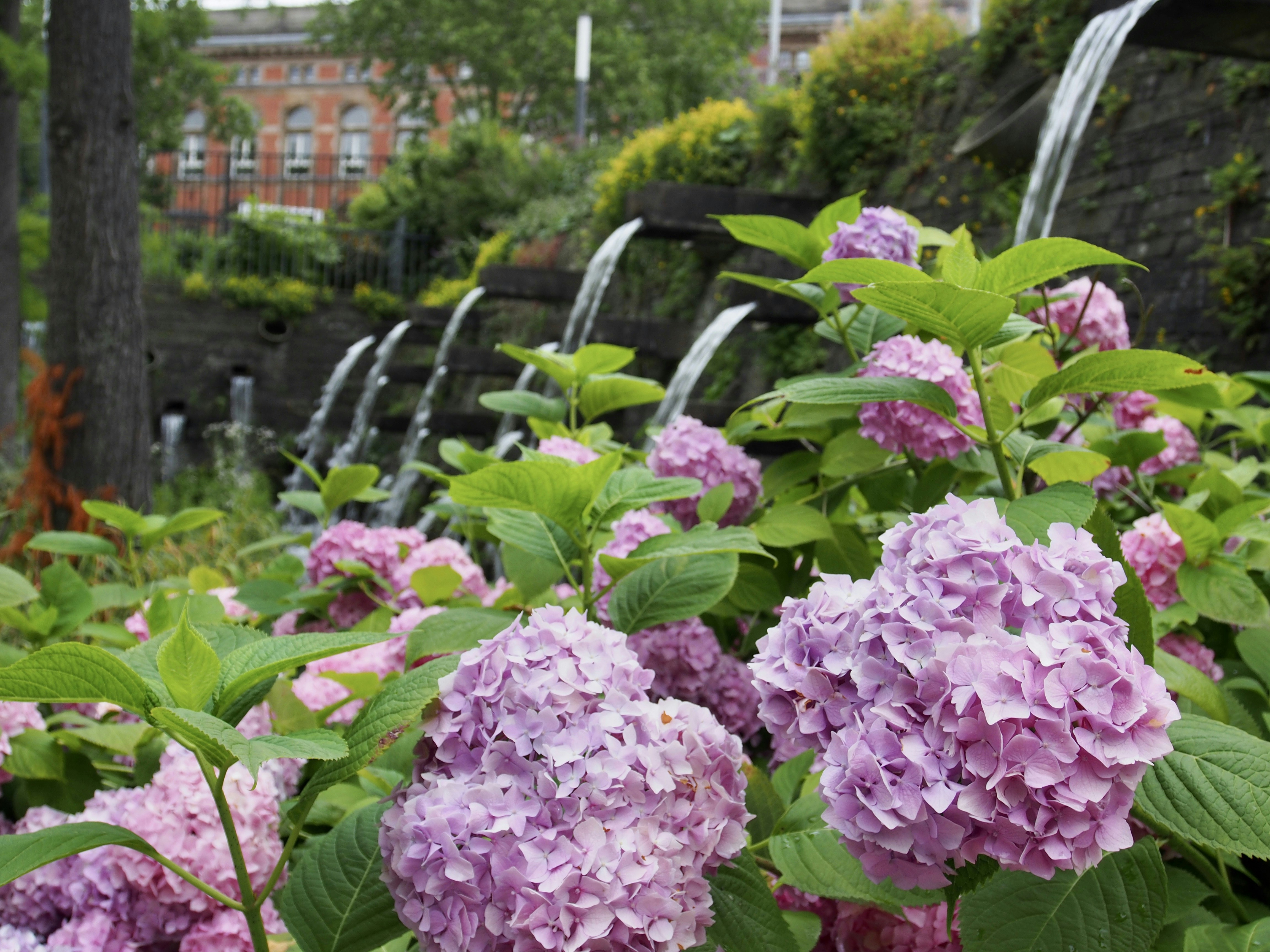 Hydrangea Crown Framing a Quiet Fountain