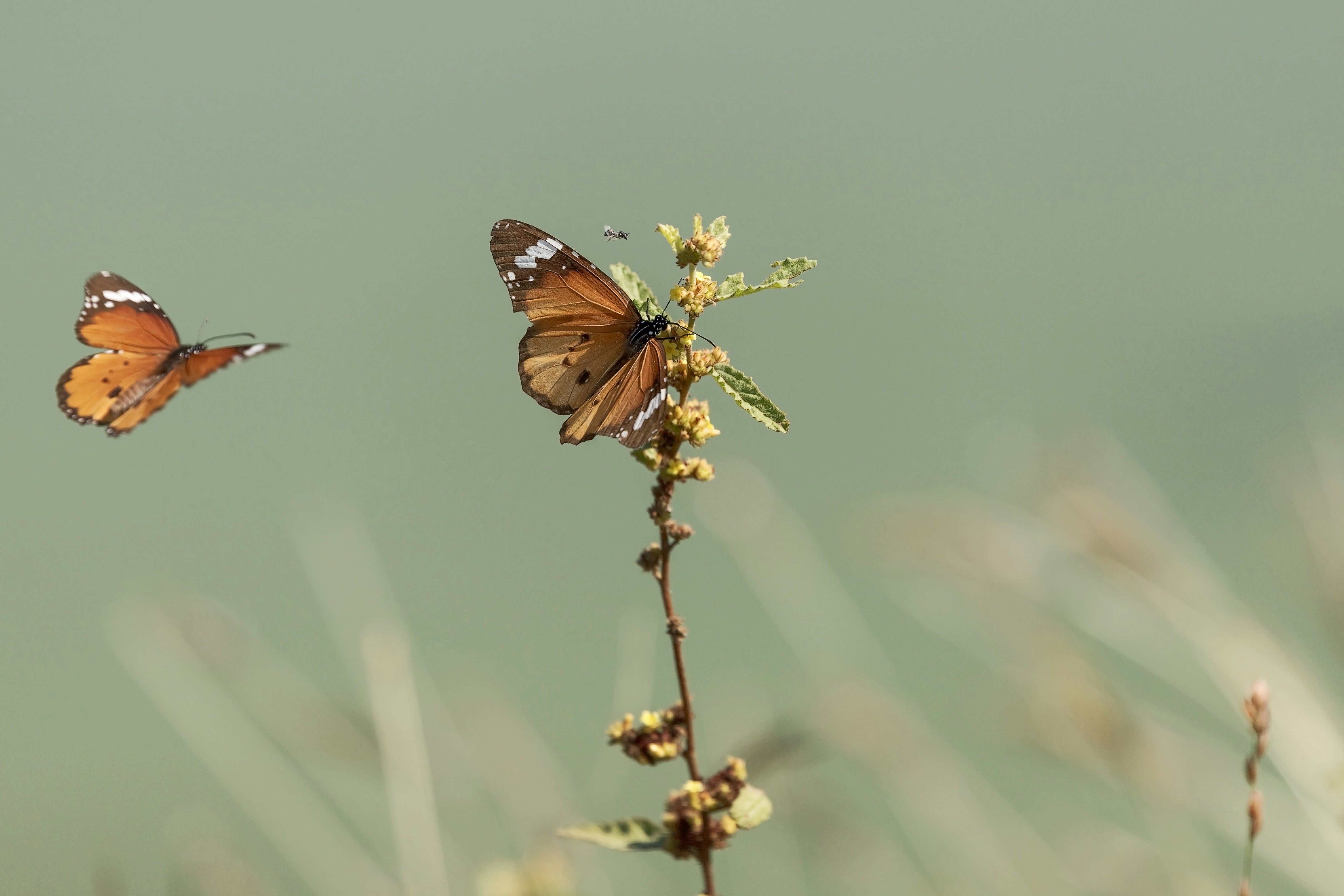 Butterfly Flying Pictures | Download Free Images on Unsplash