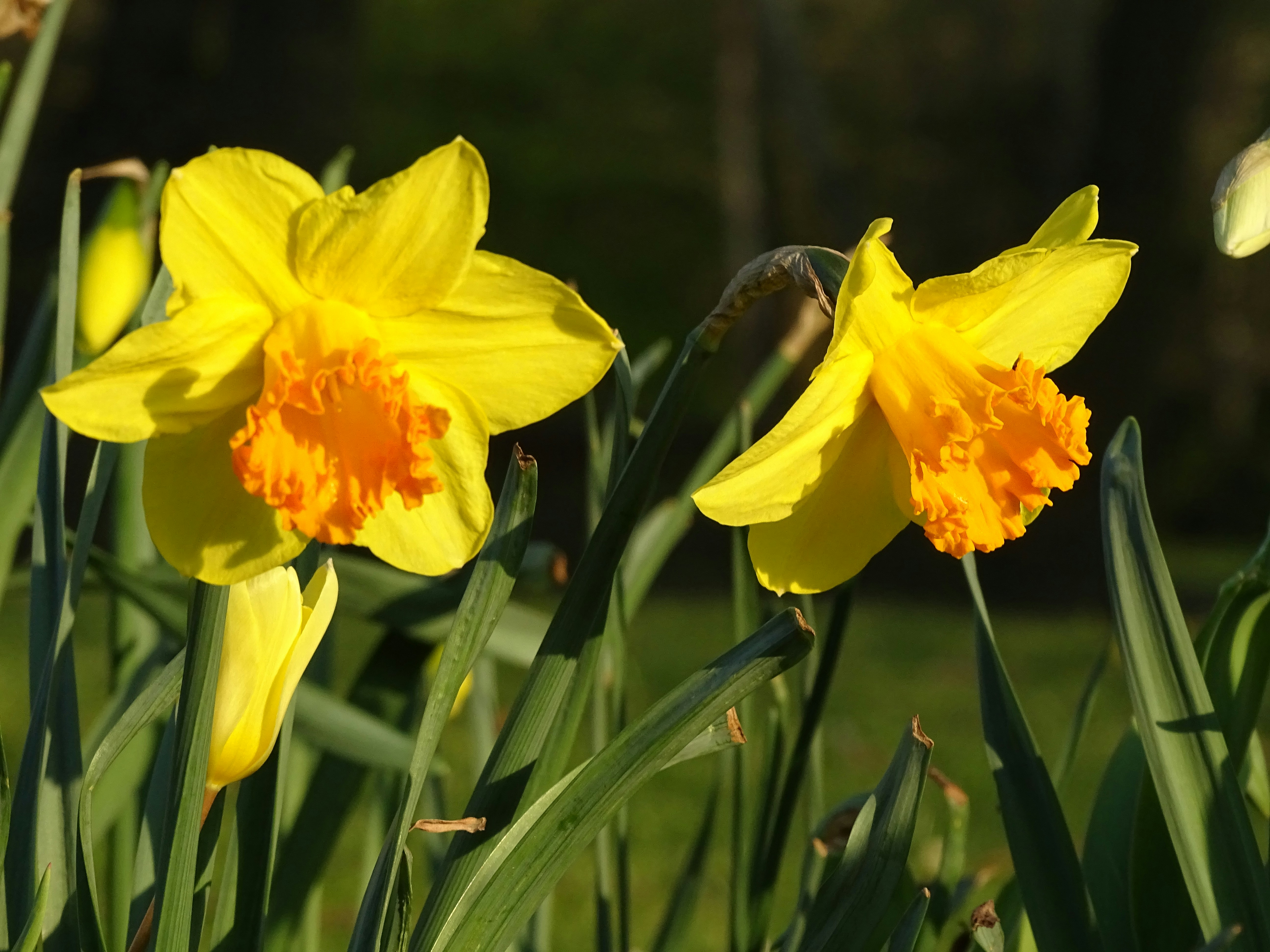 Two vibrant yellow daffodils stand tall among lush green foliage, illuminated by warm sunlight. Their intricate details and rich colors highlight the beauty of spring.